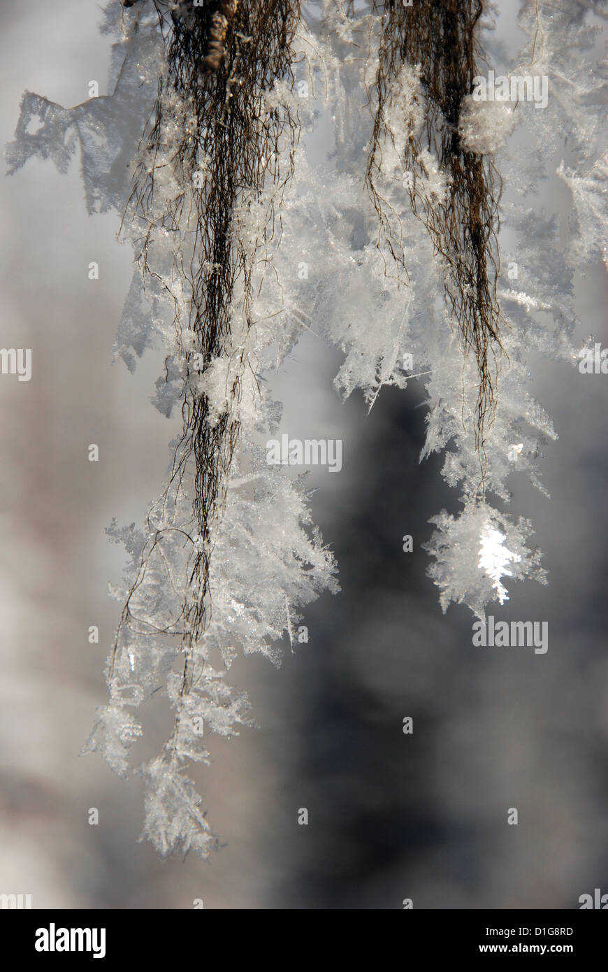 Frost crystals hi-res stock photography and images - Alamy