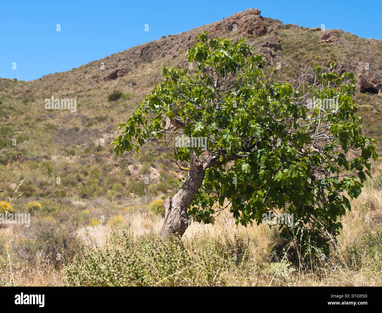 The common fig, Ficus carica,tree growing in the dry arid countryside ...