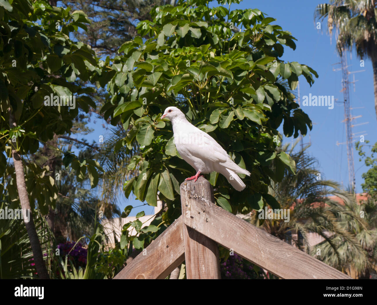 Roman pigeon hi-res stock photography and images - Alamy