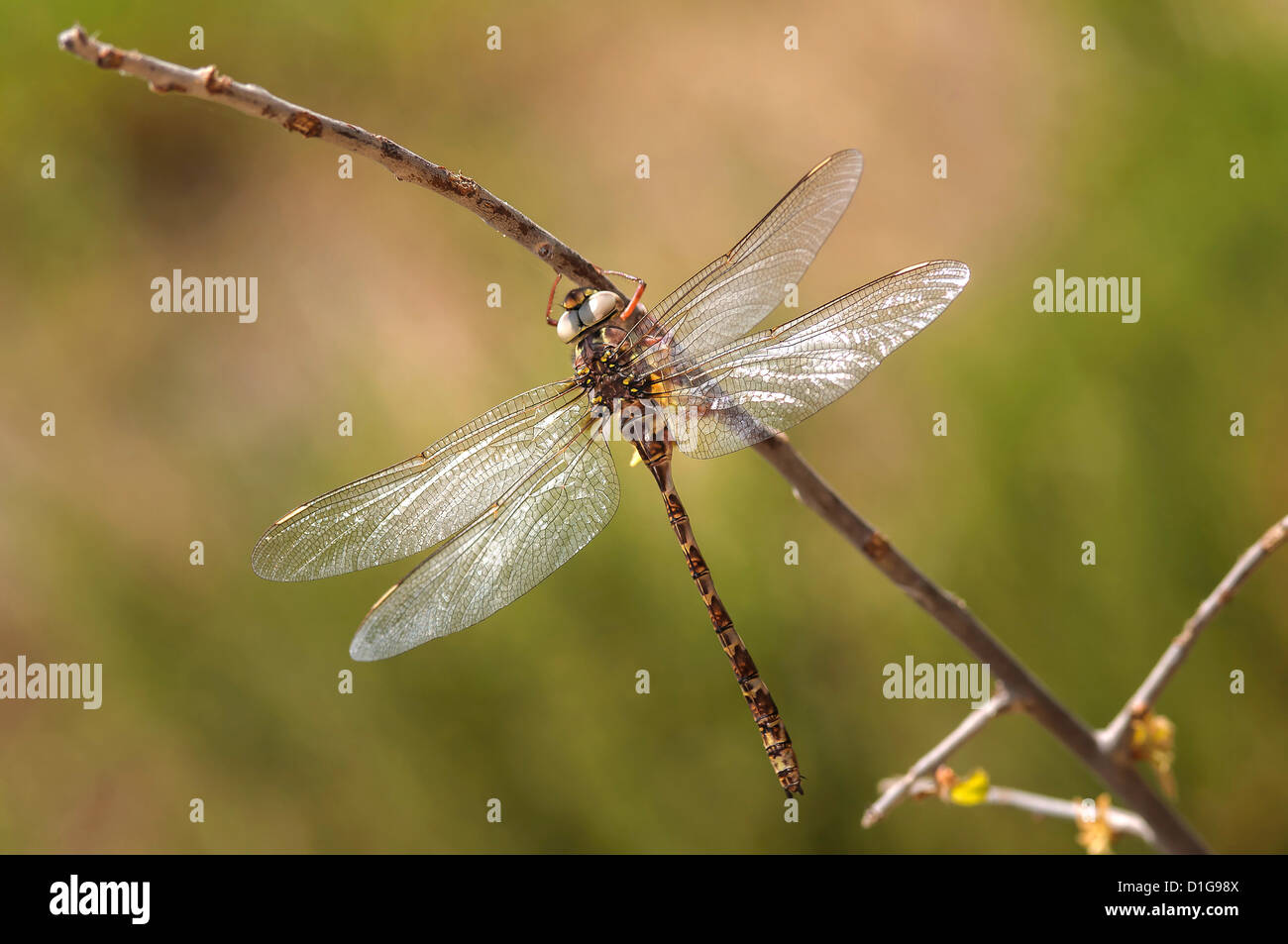 Boyeria irene, female, Sesimbra, Portugal Stock Photo - Alamy