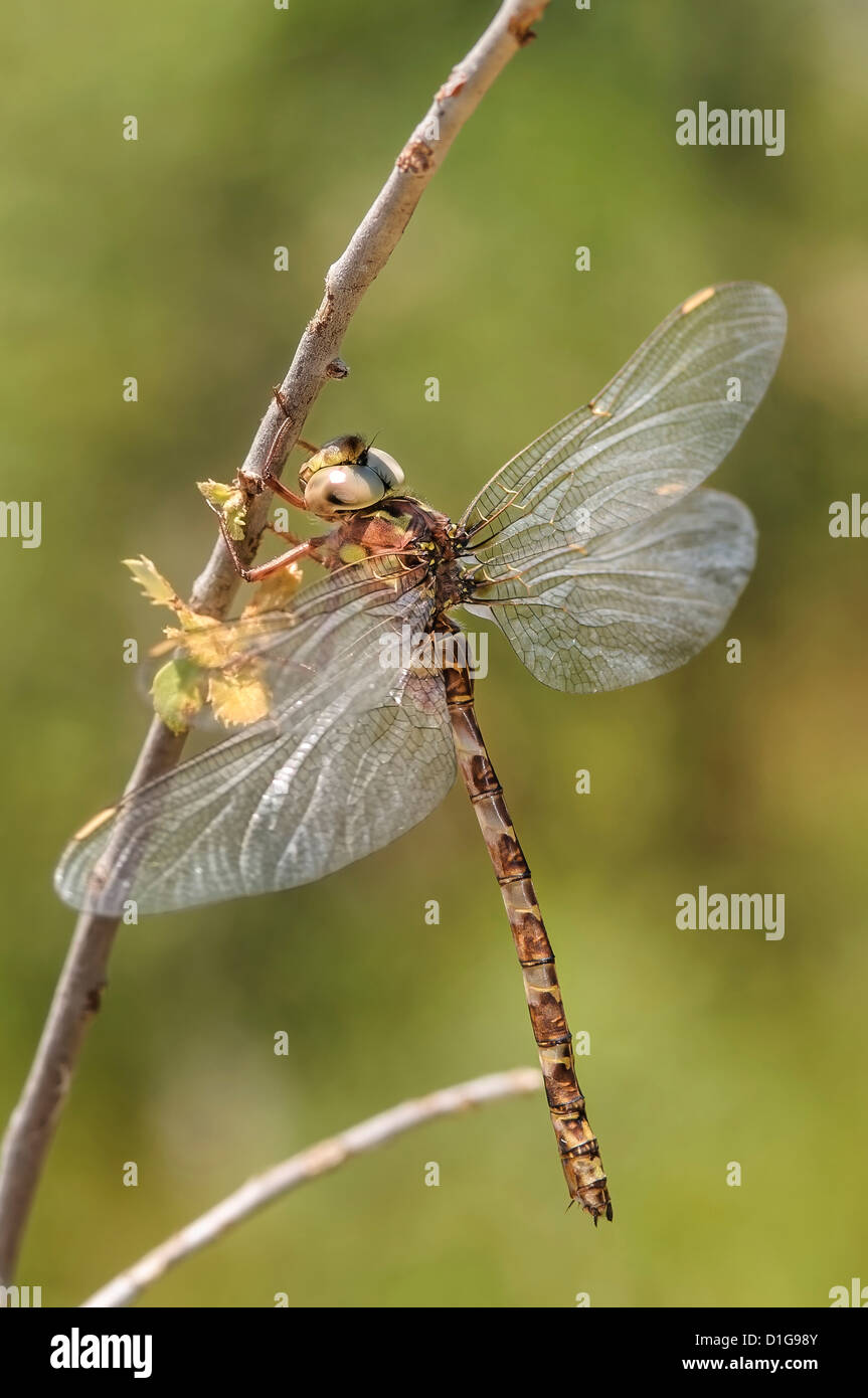 Boyeria irene, female, Sesimbra, Portugal Stock Photo - Alamy