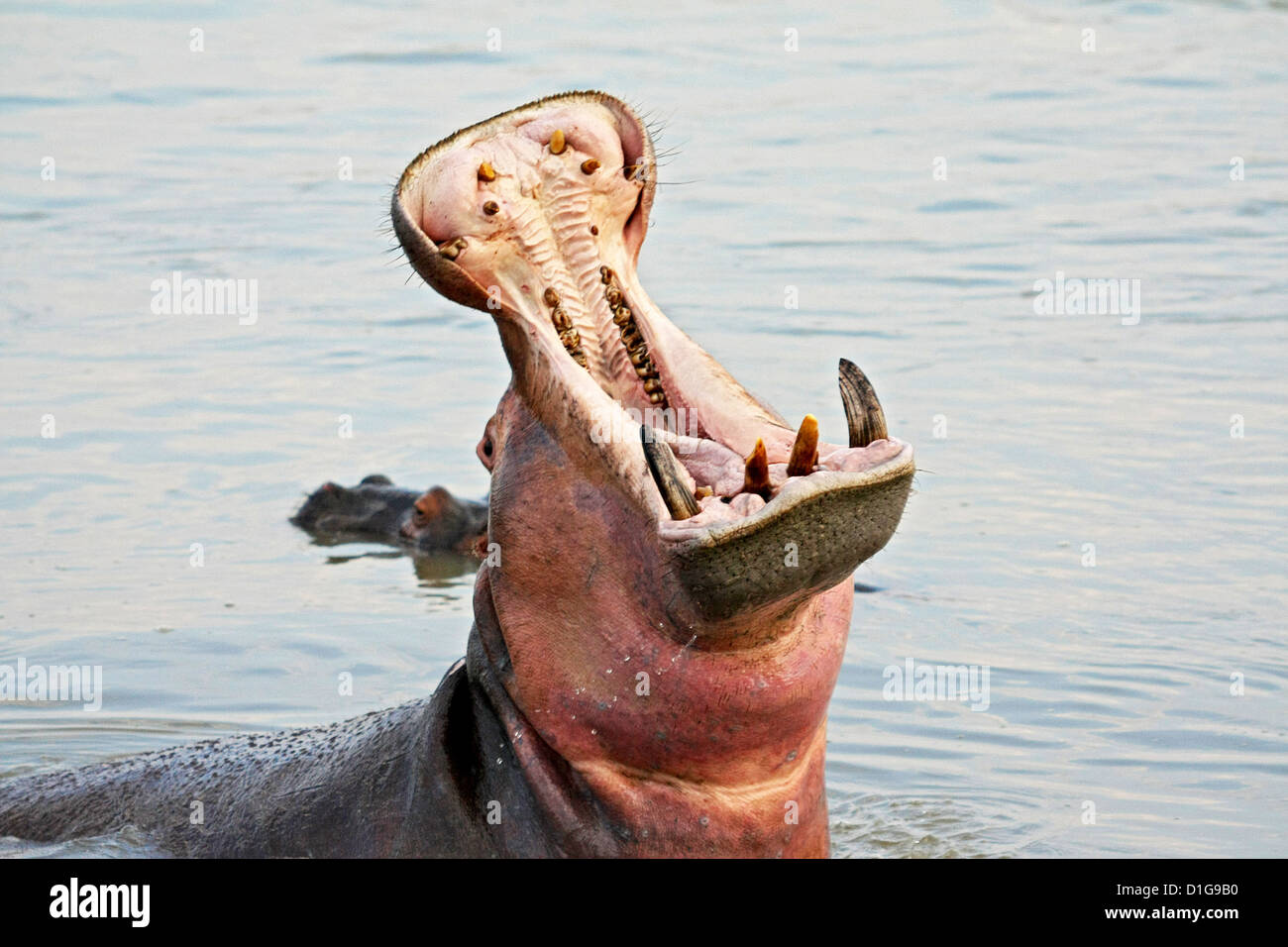 A hippo with mouth wide open exposing a fierce array of tusks and teeth ...