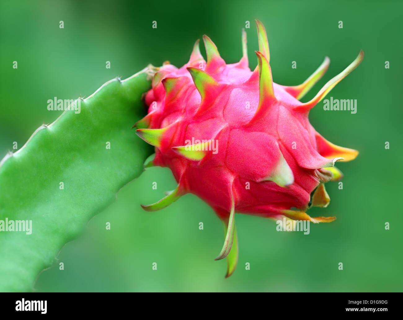 Close up of a dragon fruit Stock Photo - Alamy