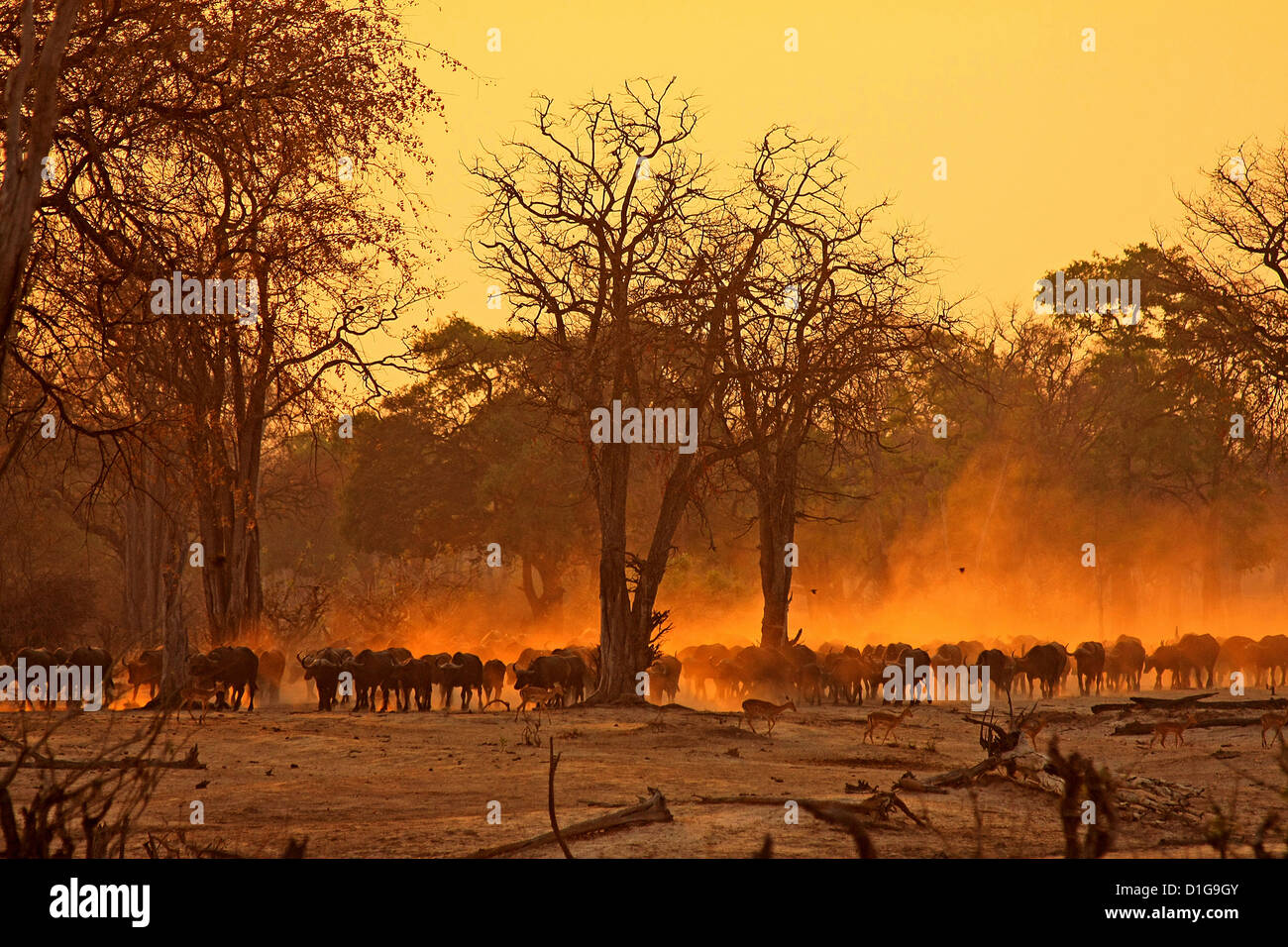 A herd of buffalo in the early morning sunrise Stock Photo - Alamy
