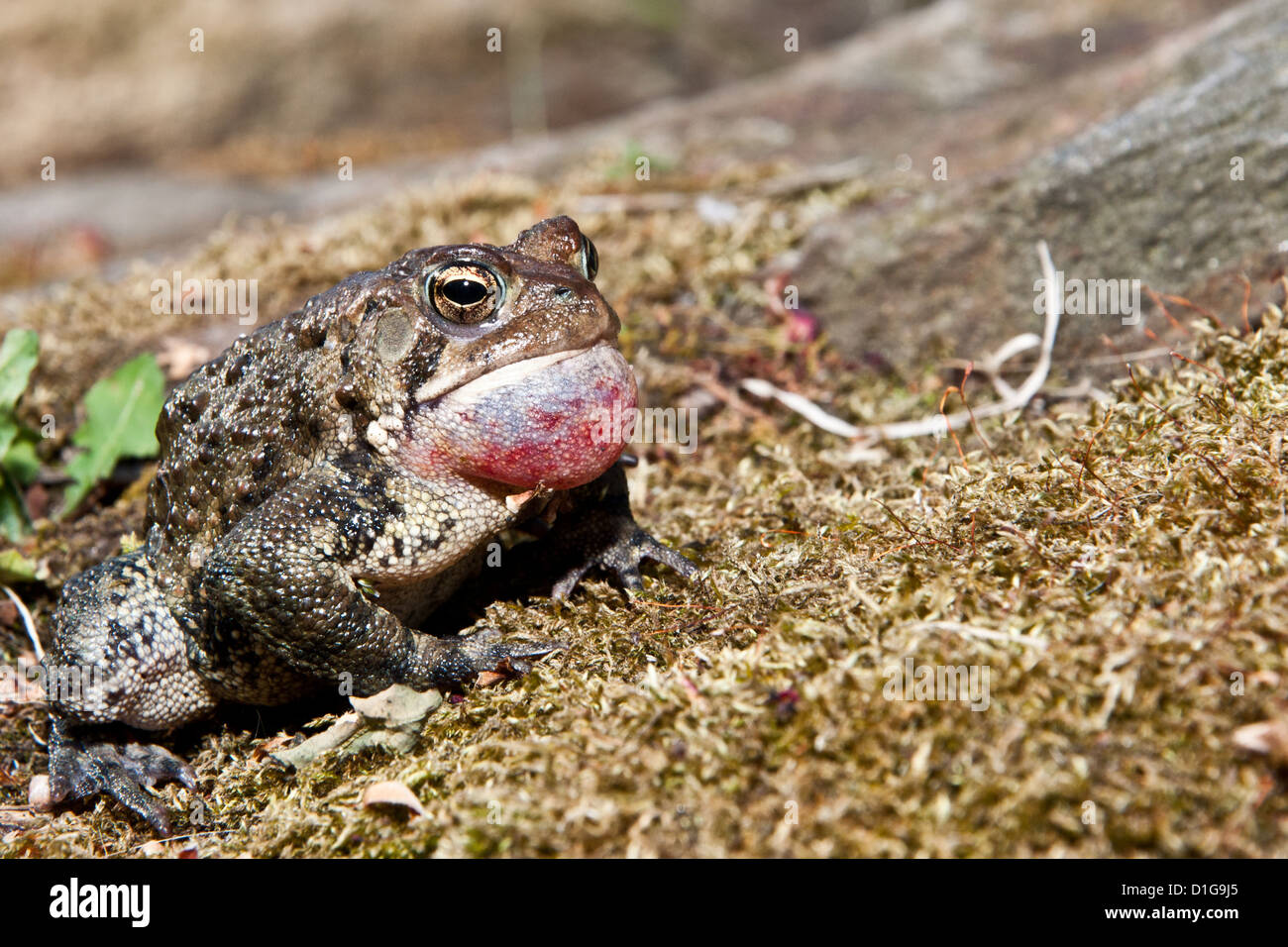 Common toad conservation hi-res stock photography and images - Alamy