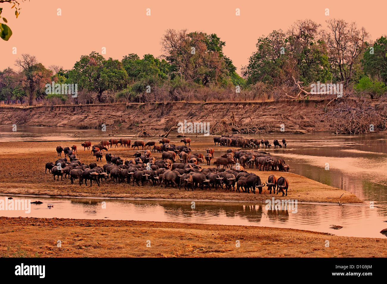 Buffalo migration hi-res stock photography and images - Alamy
