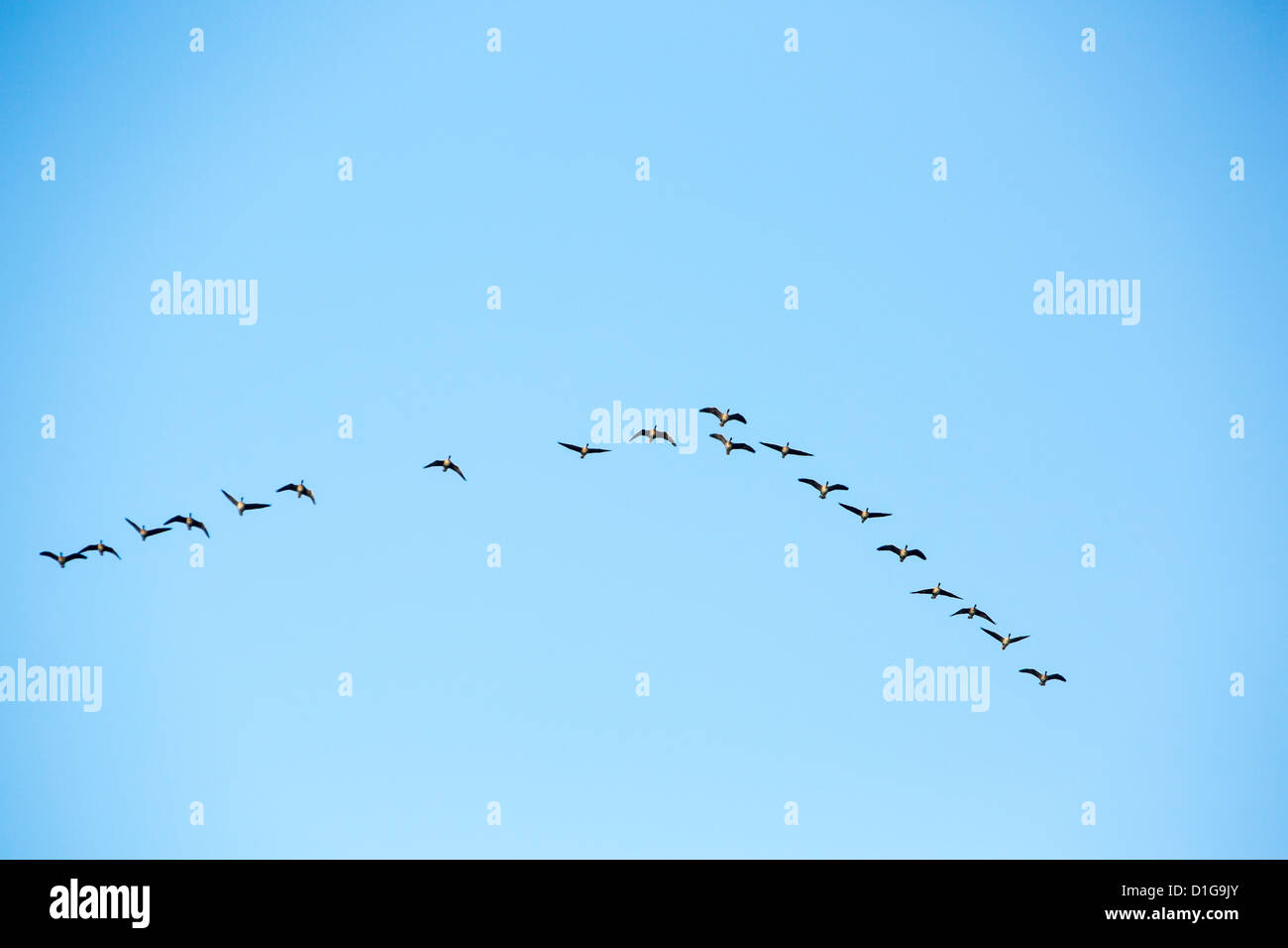 Pink Footed Geese (Anser brachyrhynchus) flying over the Fylde ...