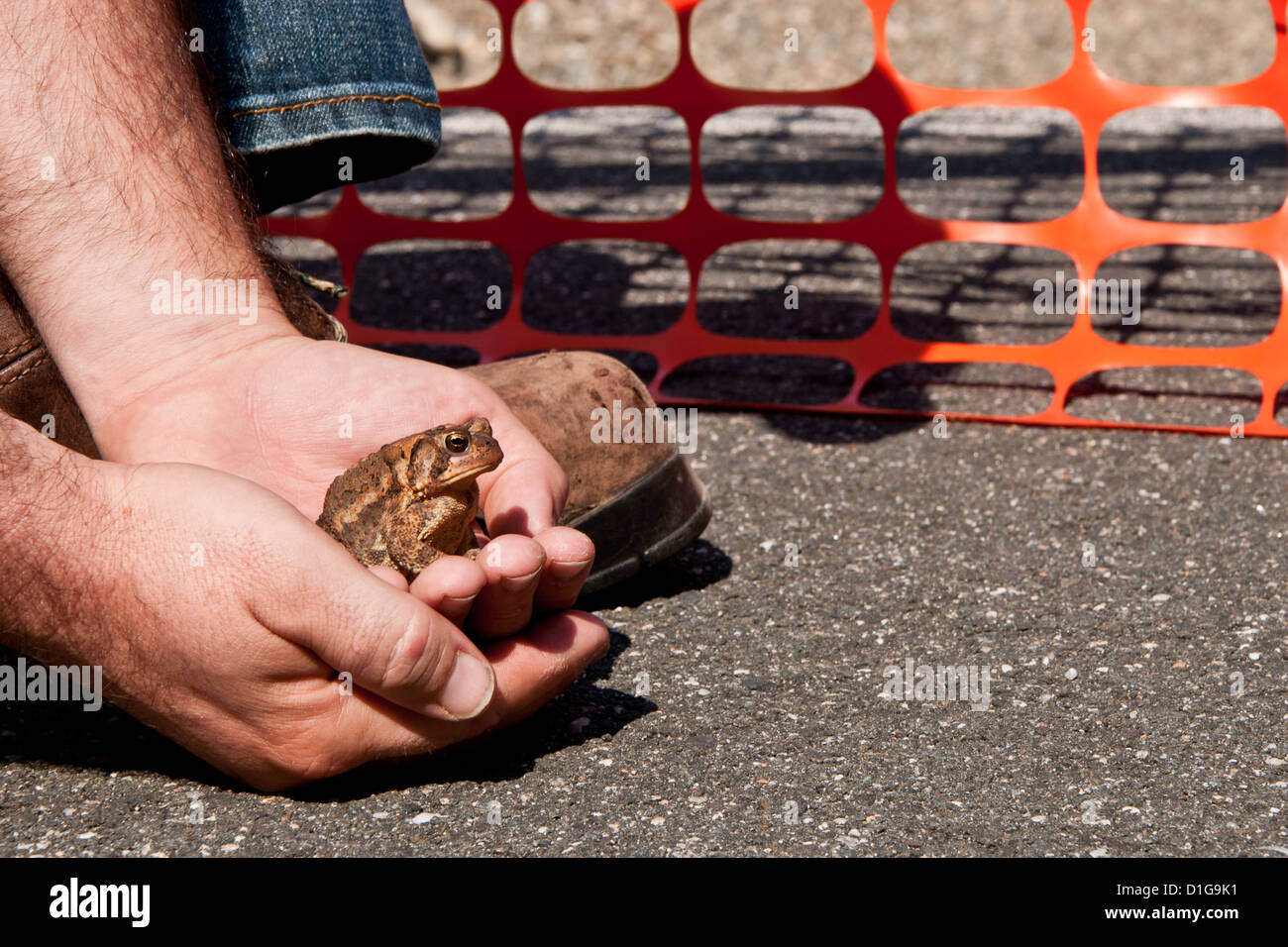 Construction worker stops work to save a toad Stock Photo - Alamy