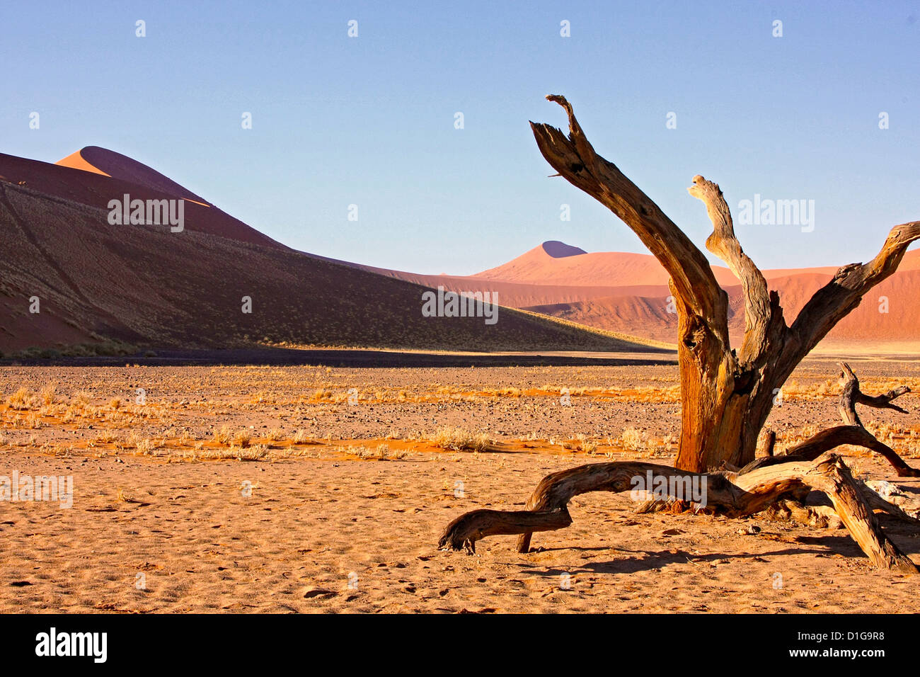 Spoor spider hi-res stock photography and images - Alamy