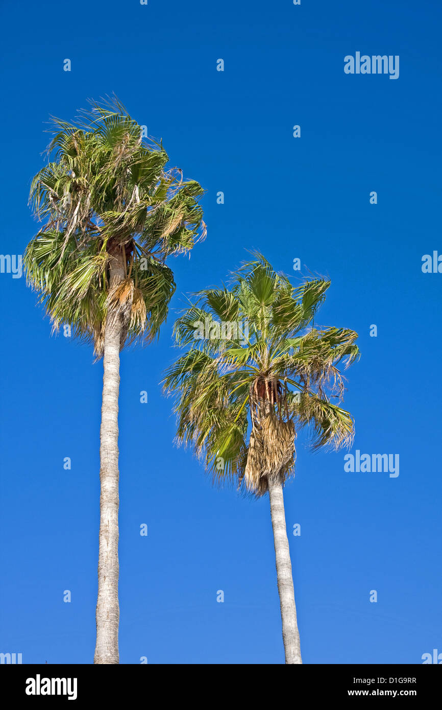 Malaga palm trees hi-res stock photography and images - Alamy