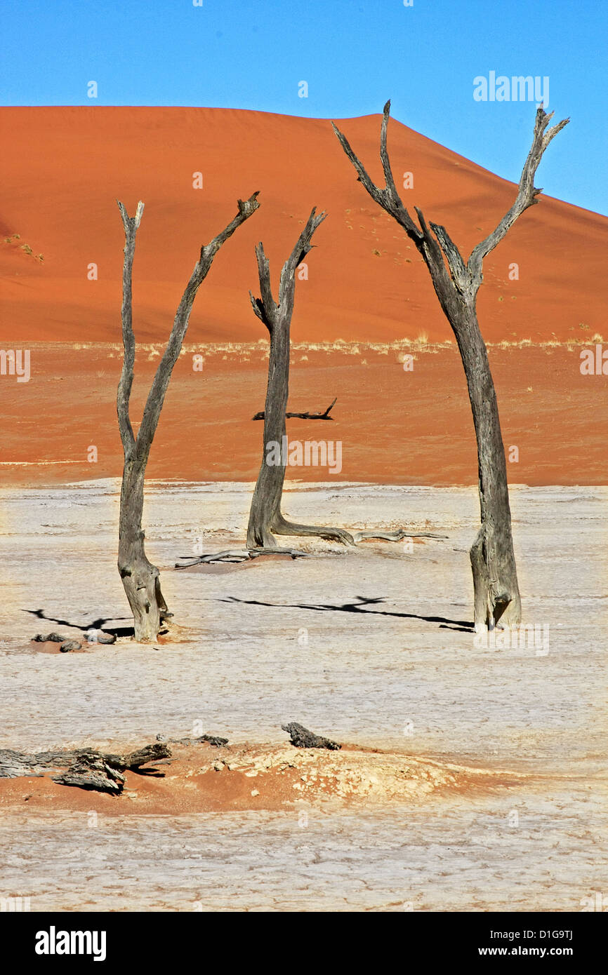 Springbok tracks hi-res stock photography and images - Alamy