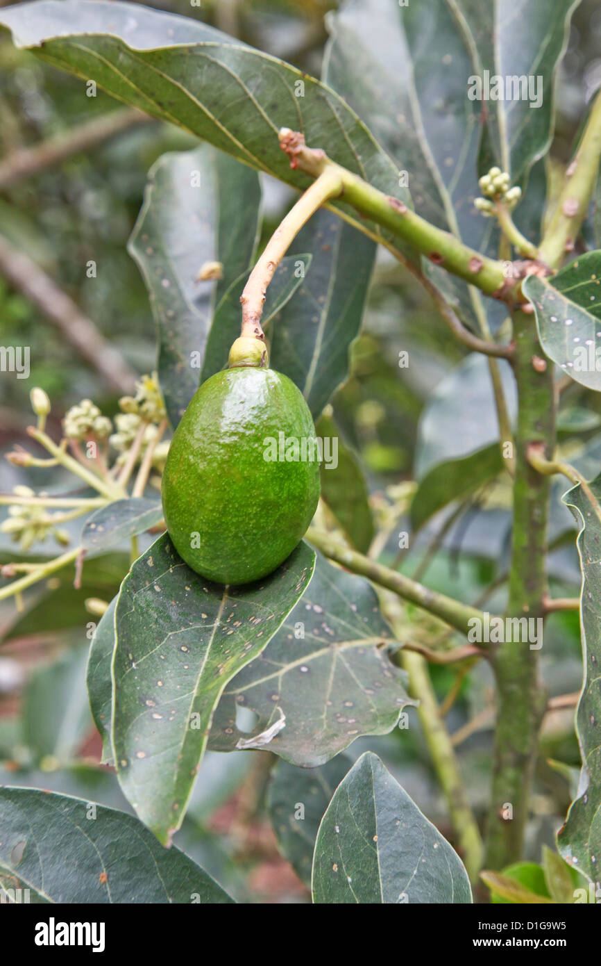 Zanzibar;Africa Organic Spices and Fruit Guava tree as grown of ...