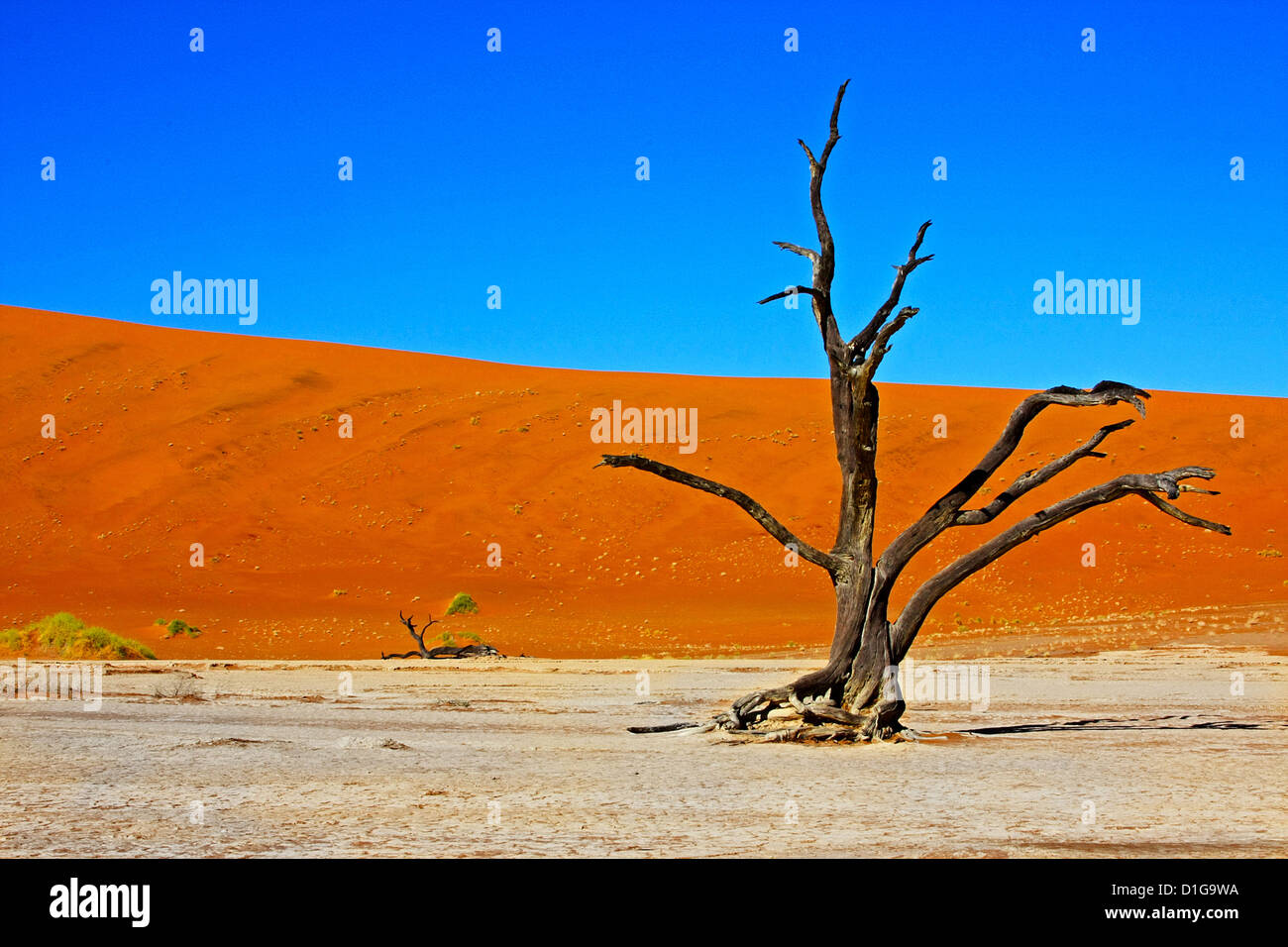A dessicated tree stump hundreds of years still stands in the dry pan ...