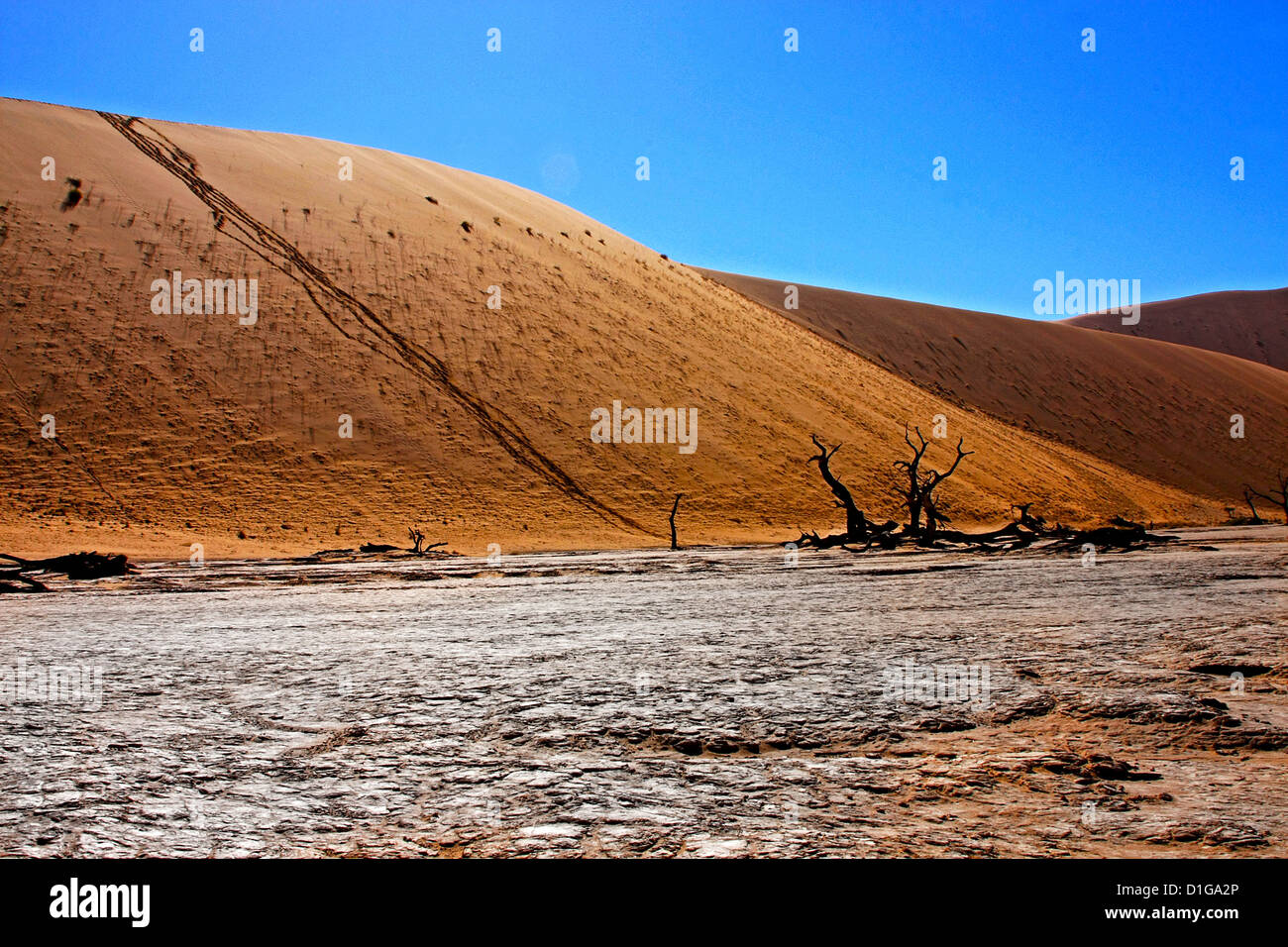 Dessicated tree stumps hundreds of years old litter the dry pan of Dead ...