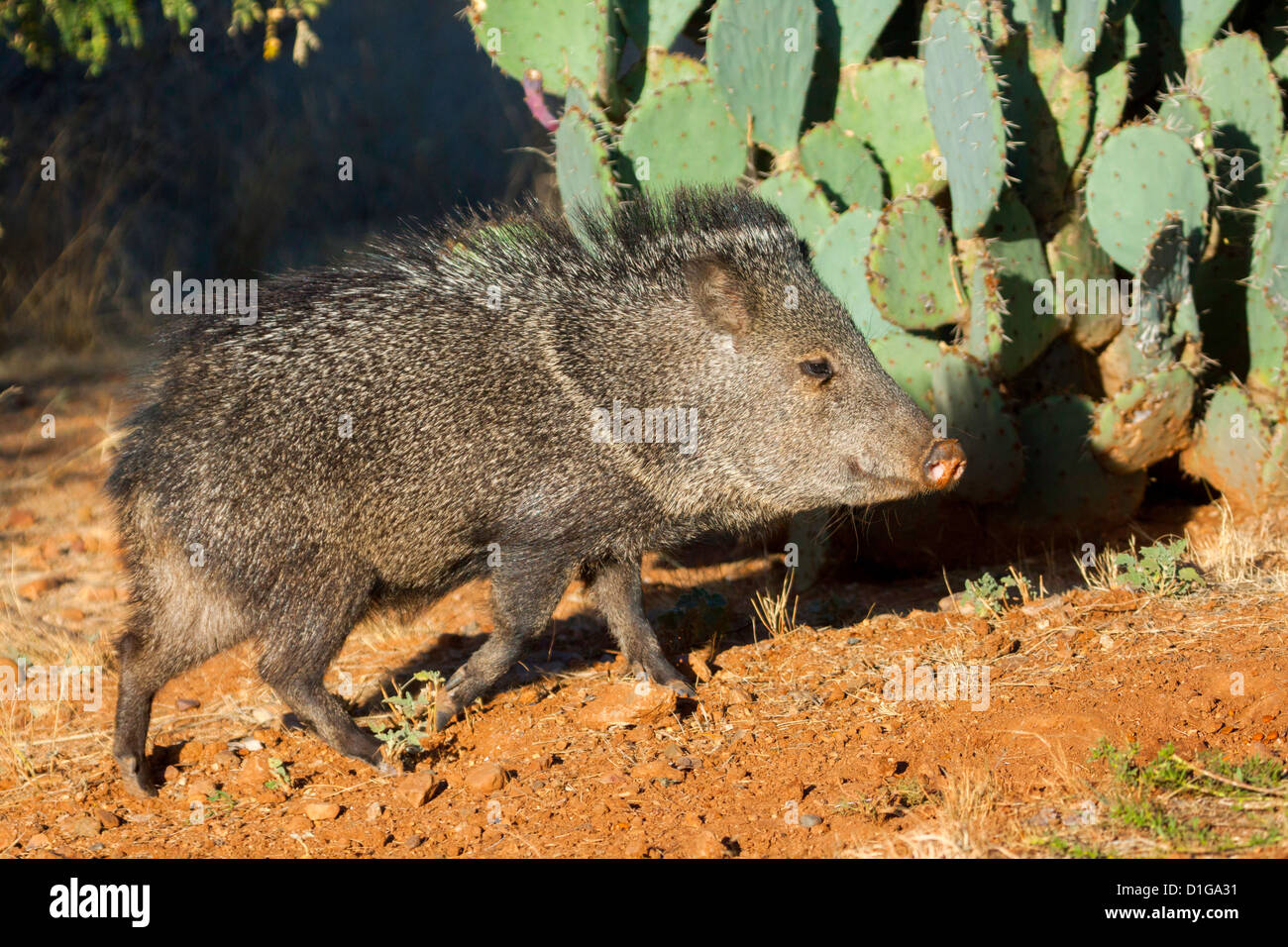 Temperate grassland hi-res stock photography and images - Alamy