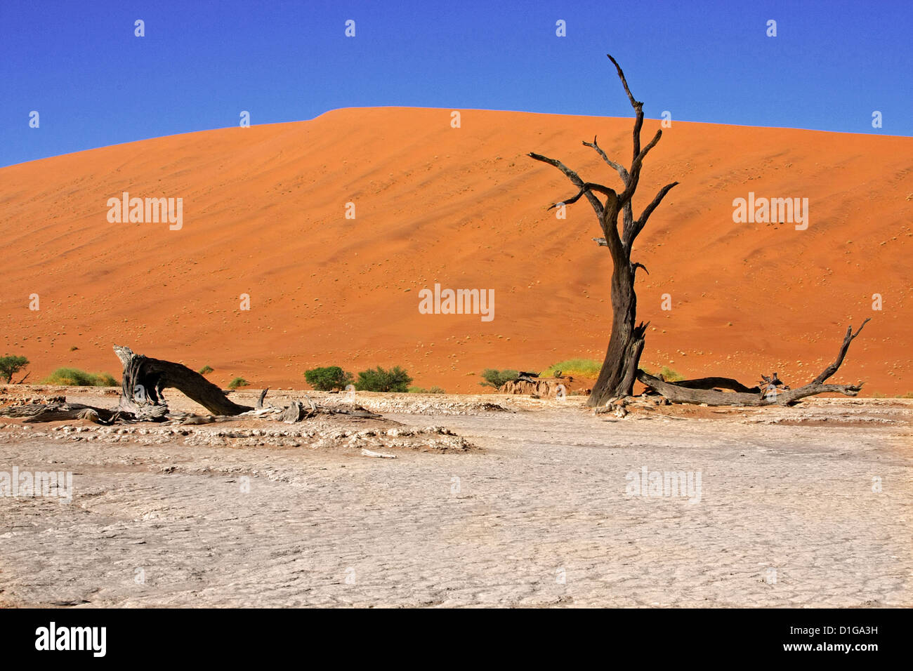 Dessicated tree stumps hundreds of years old litter the dry pan of Dead ...