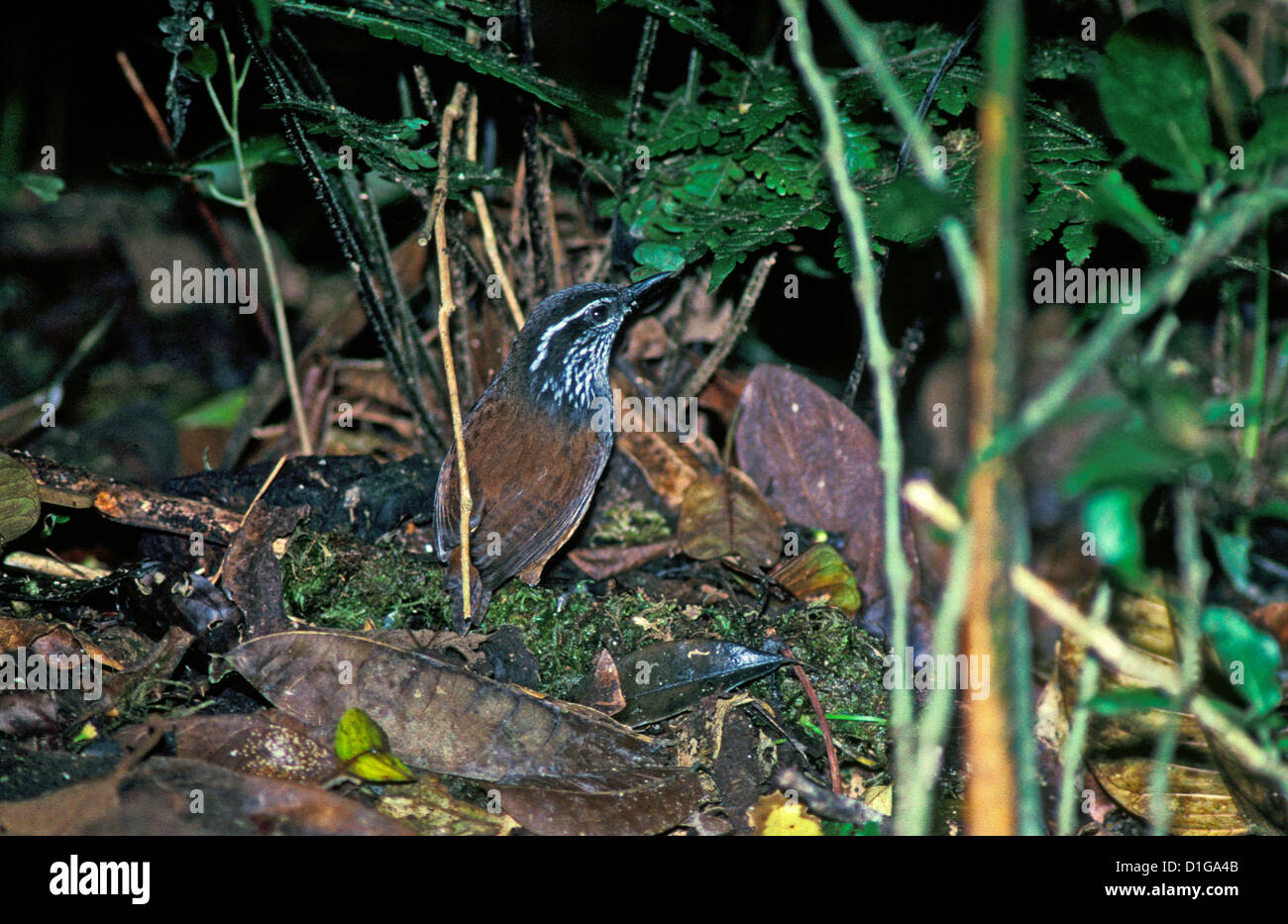 Gray-breasted Wood-Wren Henicorhina leucophrys Monte Verde, Costa Rica ...