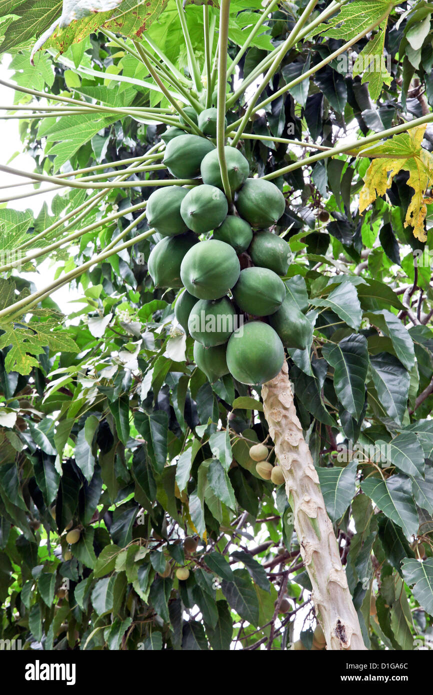 Zanzibar;Africa Organic Spices and Fruit Papaya fruit as grown of ...