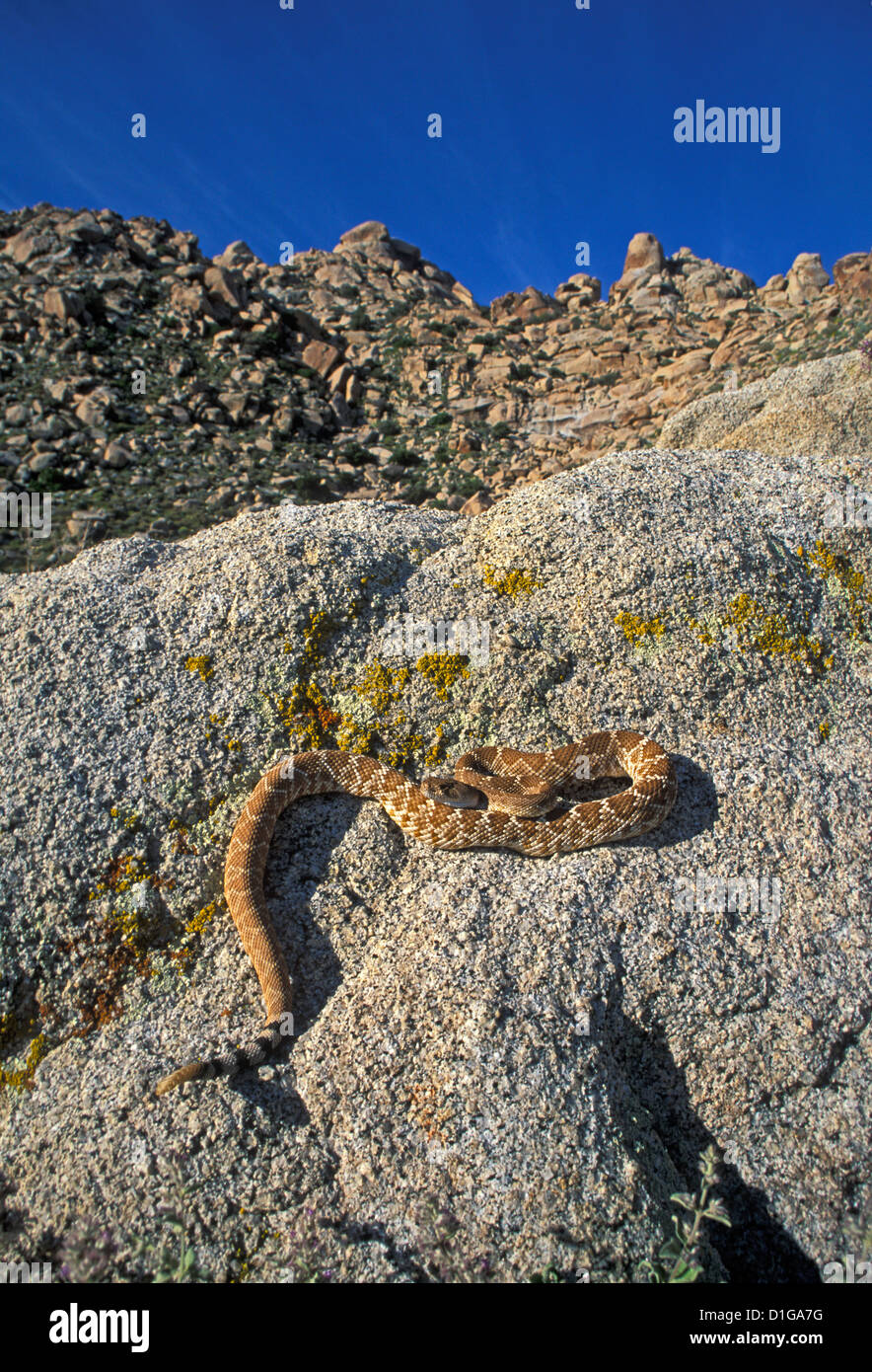 Red Diamond Rattlesnake Crotalus ruber ruber Anza-Borrego Desert State ...