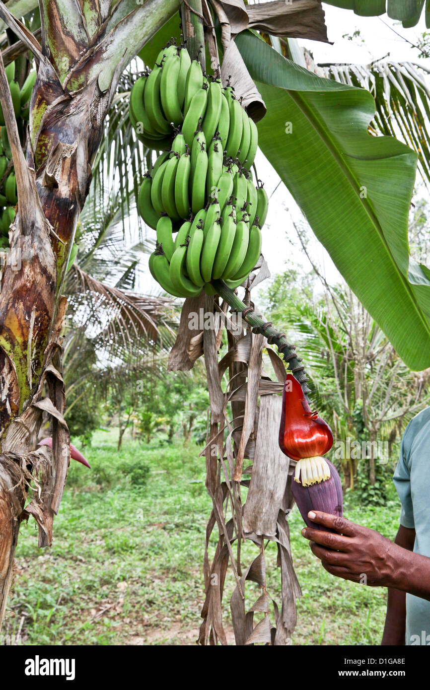 Zanzibar;Africa Organic Spices and Fruit Banana tree; grown of Zanzibar ...