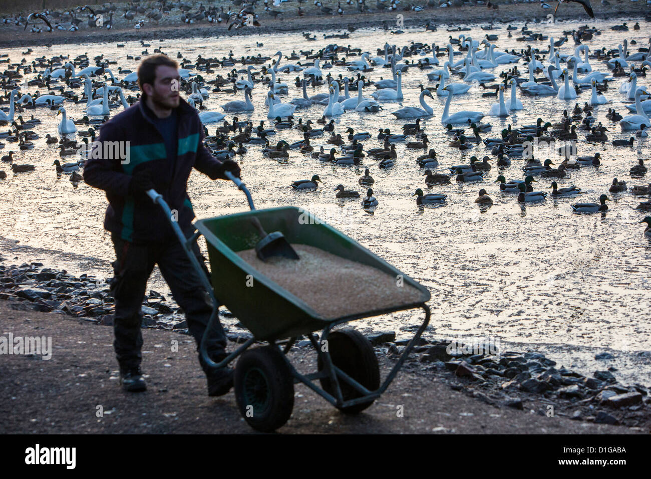 Mixed flocks of wildfowl being fed with grain at Martin Mere, A ...