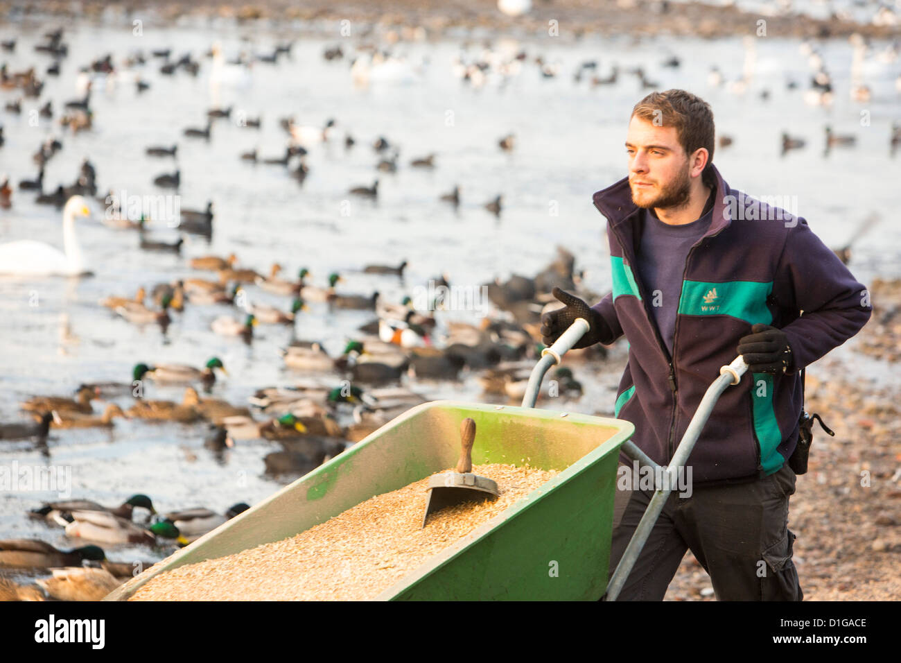 Mixed flocks of wildfowl being fed with grain at Martin Mere, A ...