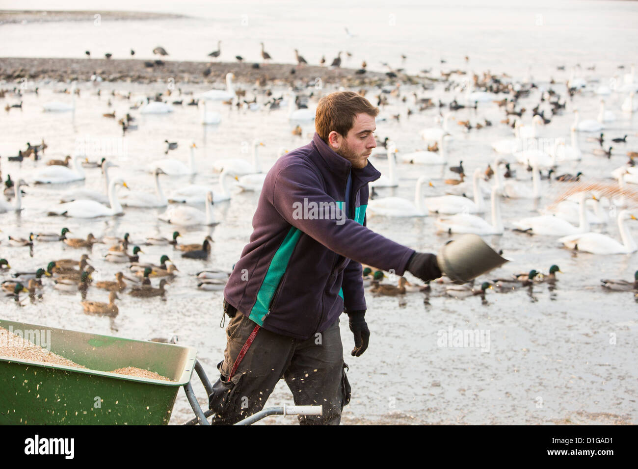 Mixed flocks of wildfowl being fed with grain at Martin Mere, A ...