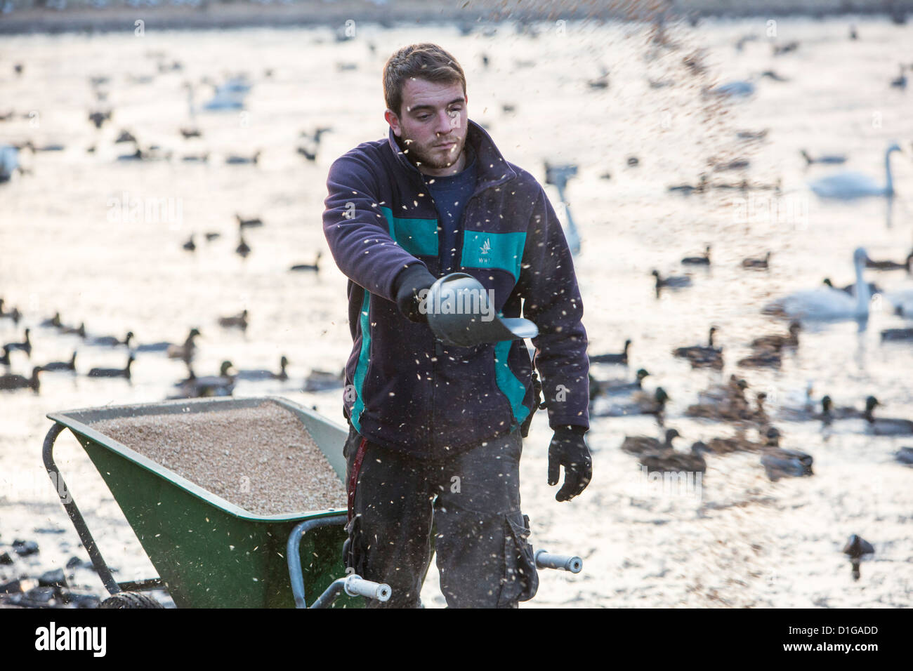 Mixed flocks of wildfowl being fed with grain at Martin Mere, A ...