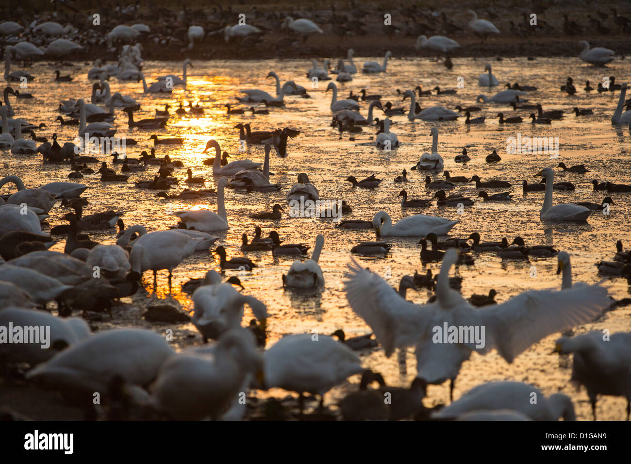 Whooper Swans (Cygnus cygnus) and mixed duck flocks at Martin Mere, a ...