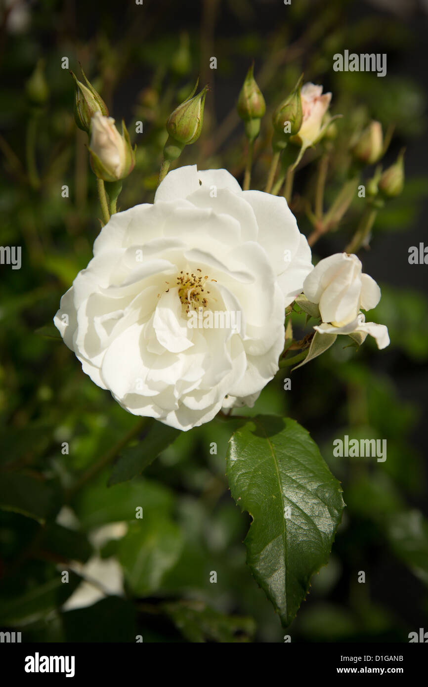 Ivory rose hi-res stock photography and images - Alamy