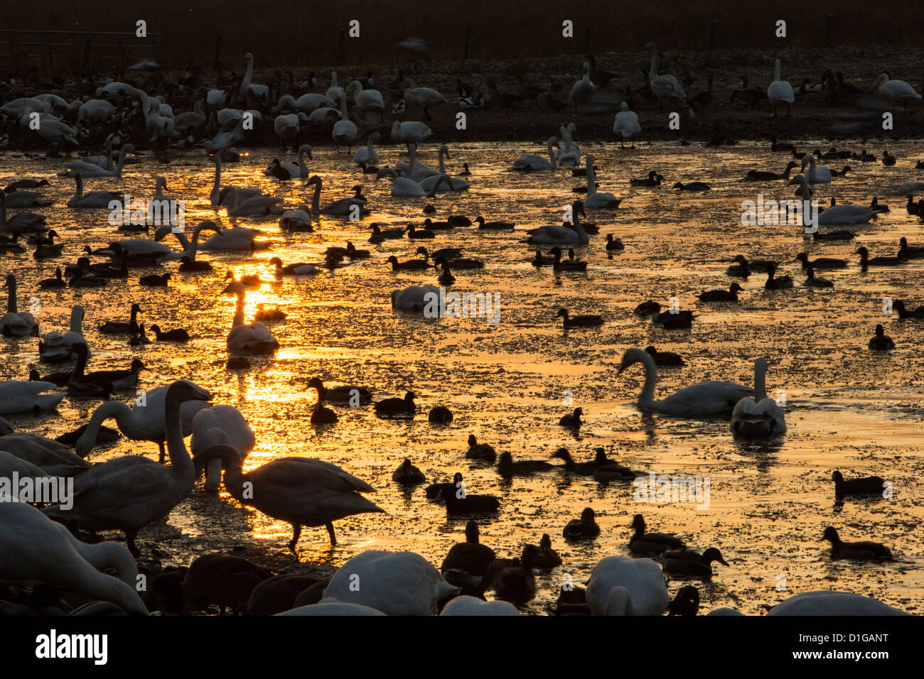 Whooper Swans (Cygnus cygnus) and mixed duck flocks at Martin Mere, a ...