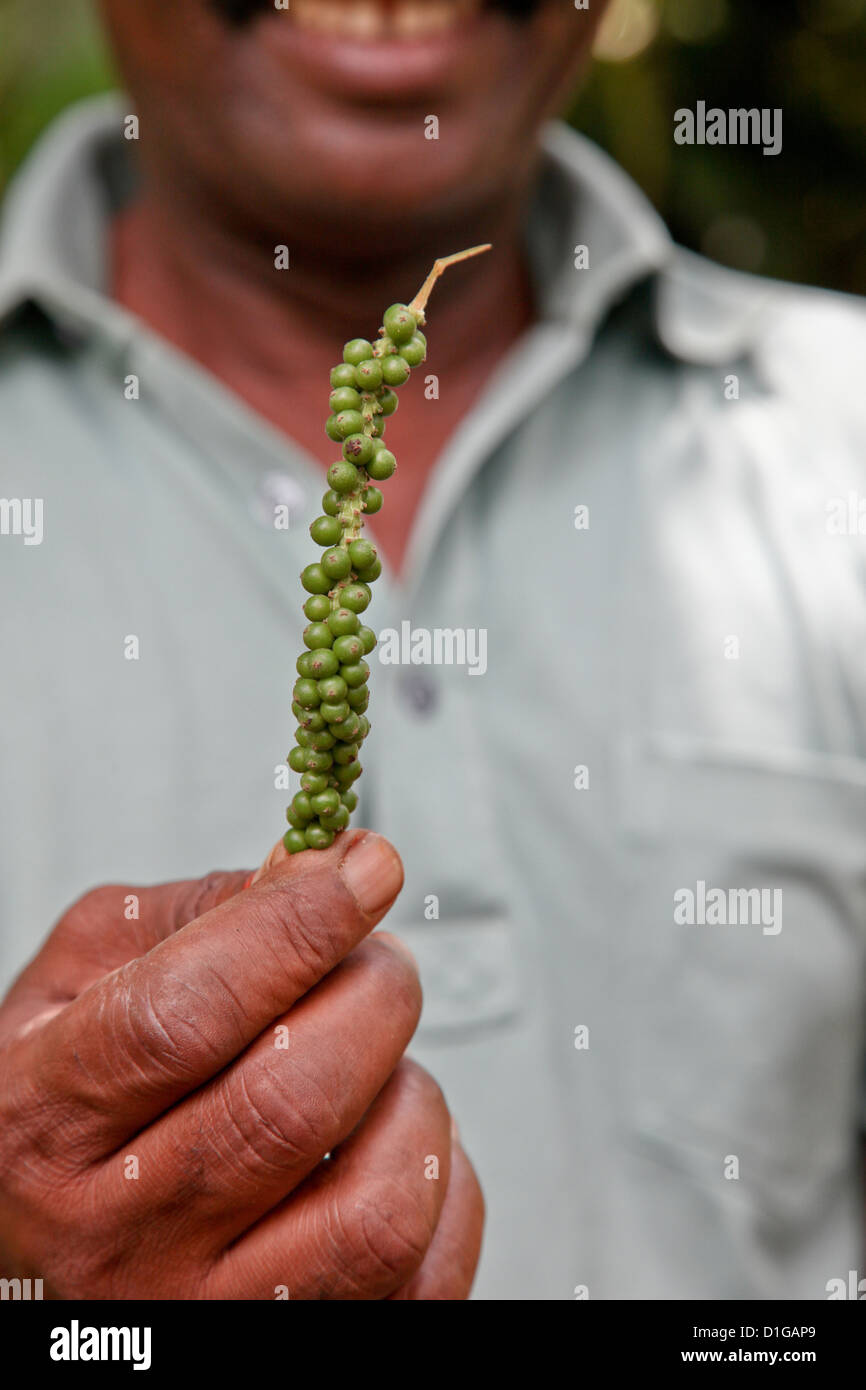 Zanzibar;Africa Organic Spices and Fruit Pepper plant as grown of ...