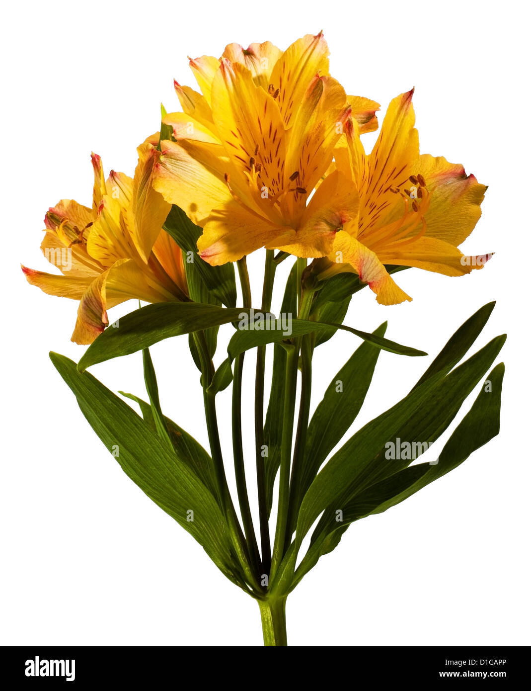 Yellow alstroemeria on the white Stock Photo - Alamy