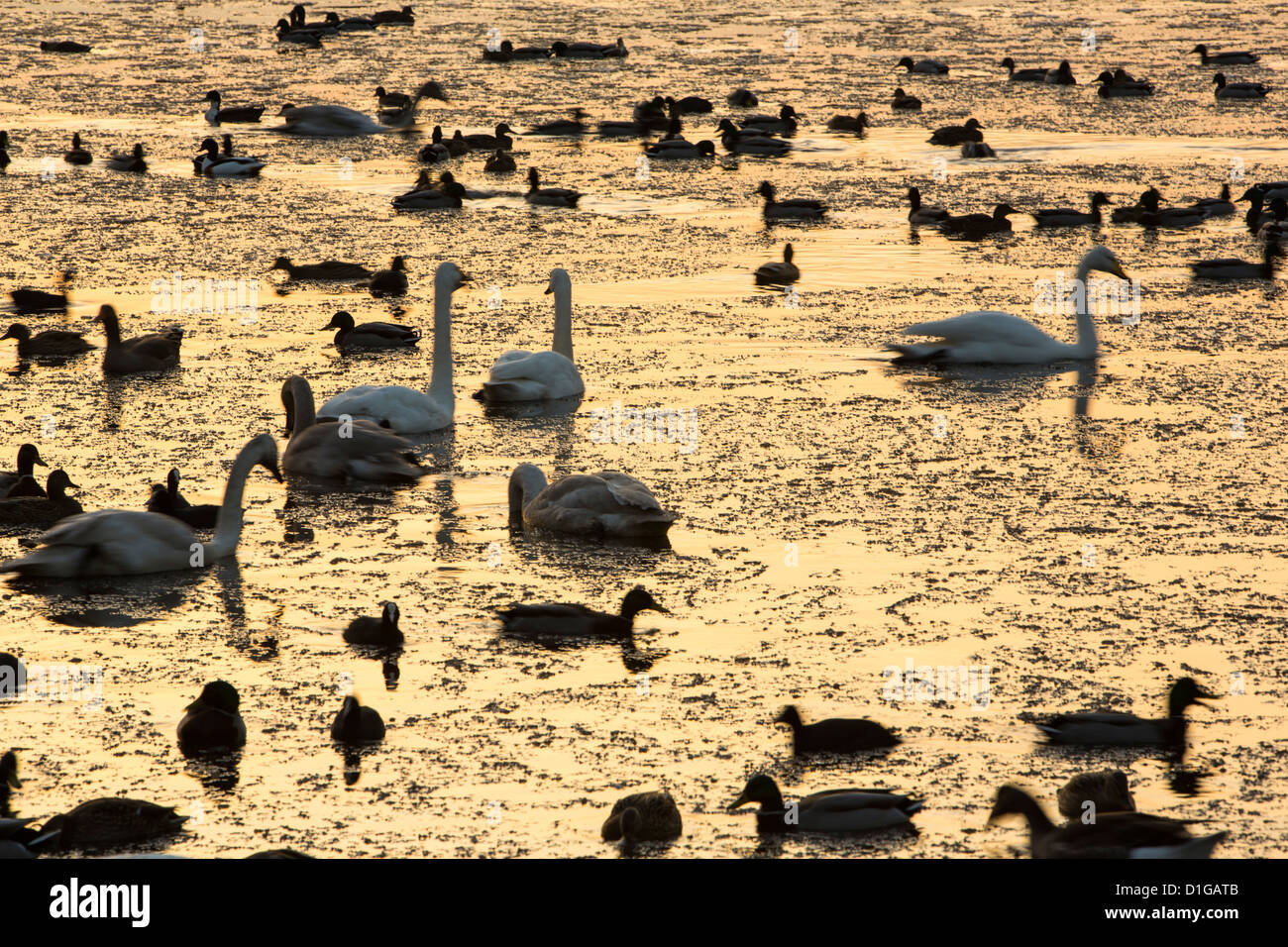 Whooper Swans (Cygnus cygnus) and mixed duck flocks at Martin Mere, a ...