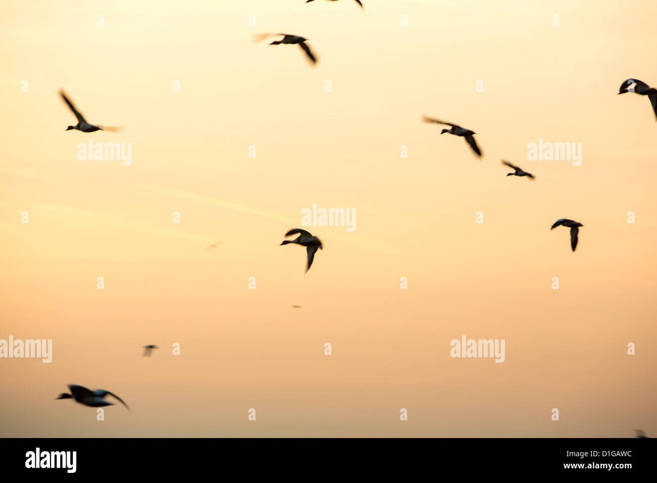 Mallard flying at sunset, Martin mere, Lancashire, UK Stock Photo - Alamy