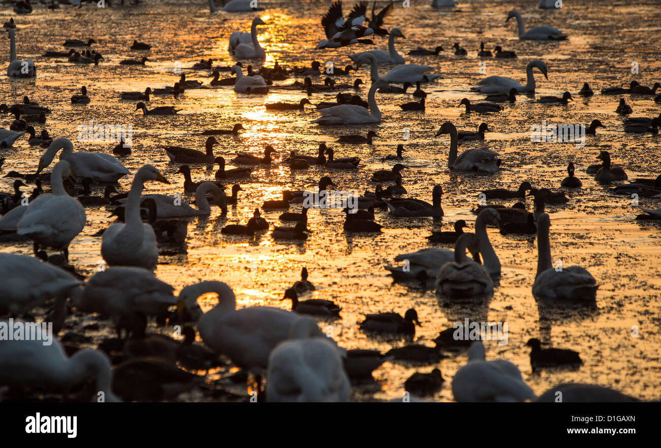 Whooper Swans (Cygnus cygnus) and mixed duck flocks at Martin Mere, a ...