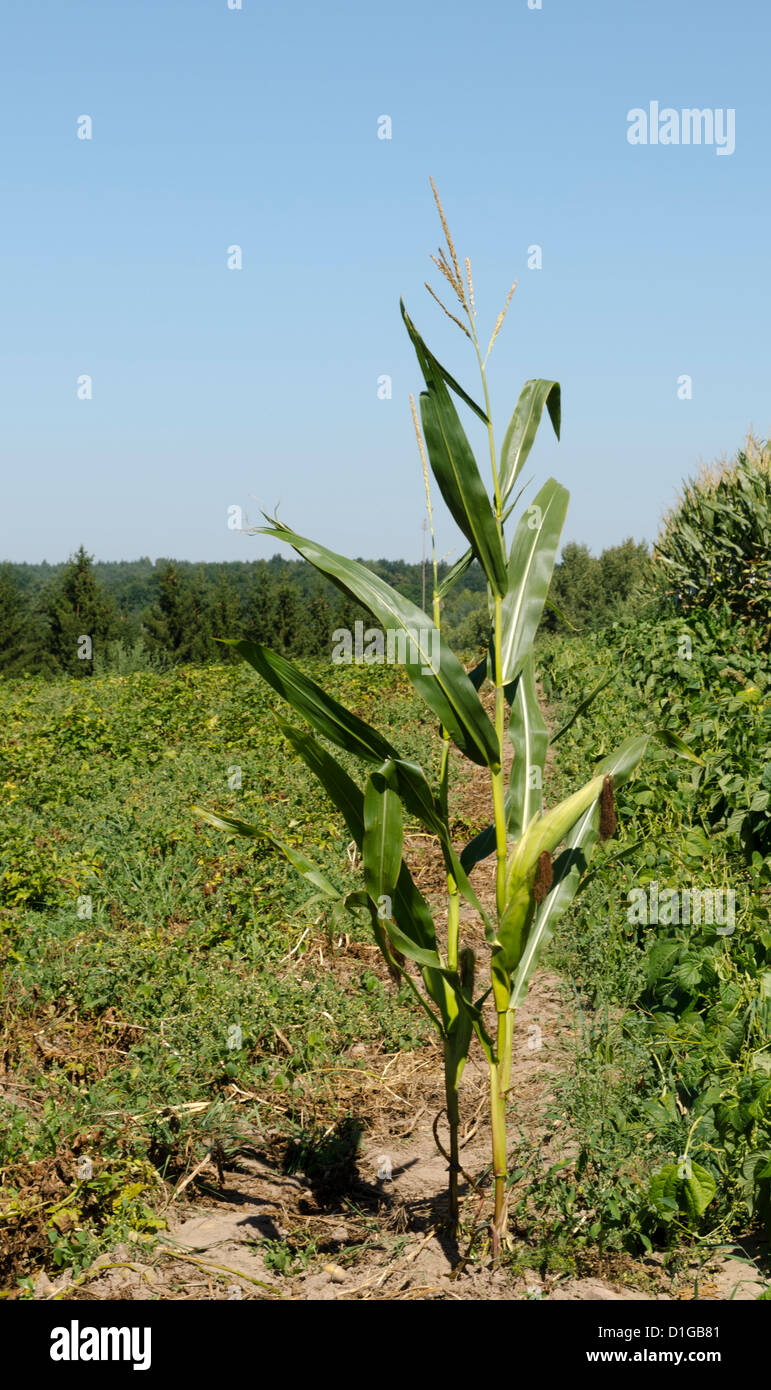 Bioengineered plant hi-res stock photography and images - Alamy