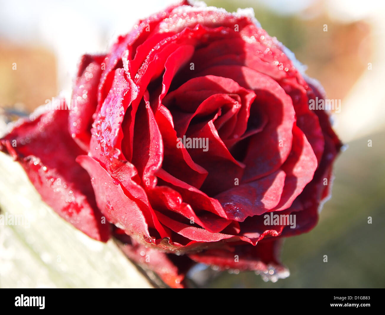 Droopy trees hi-res stock photography and images - Alamy