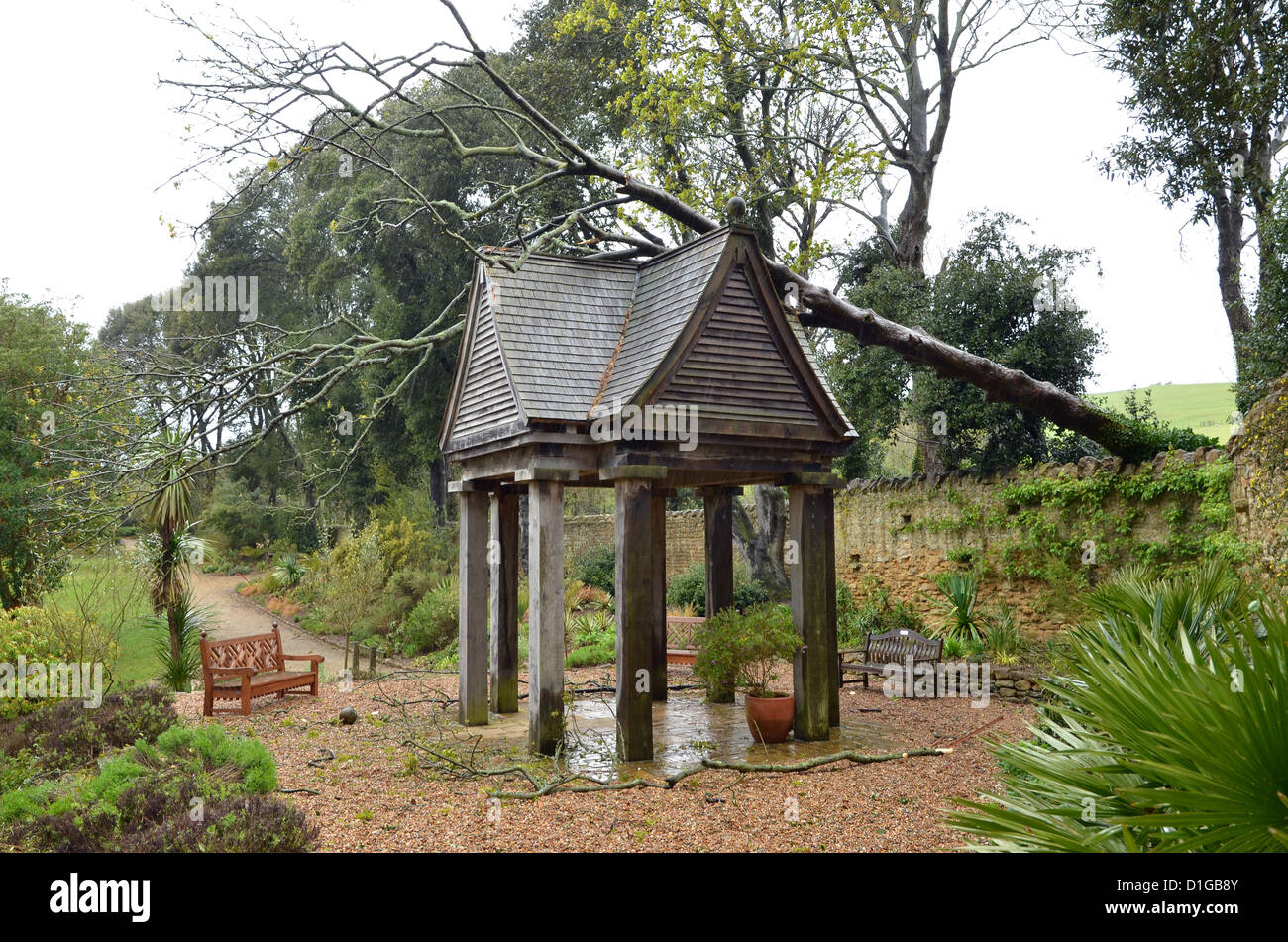 Storm damage at Abbotsbury Garden. A tree blown over lands on a ...