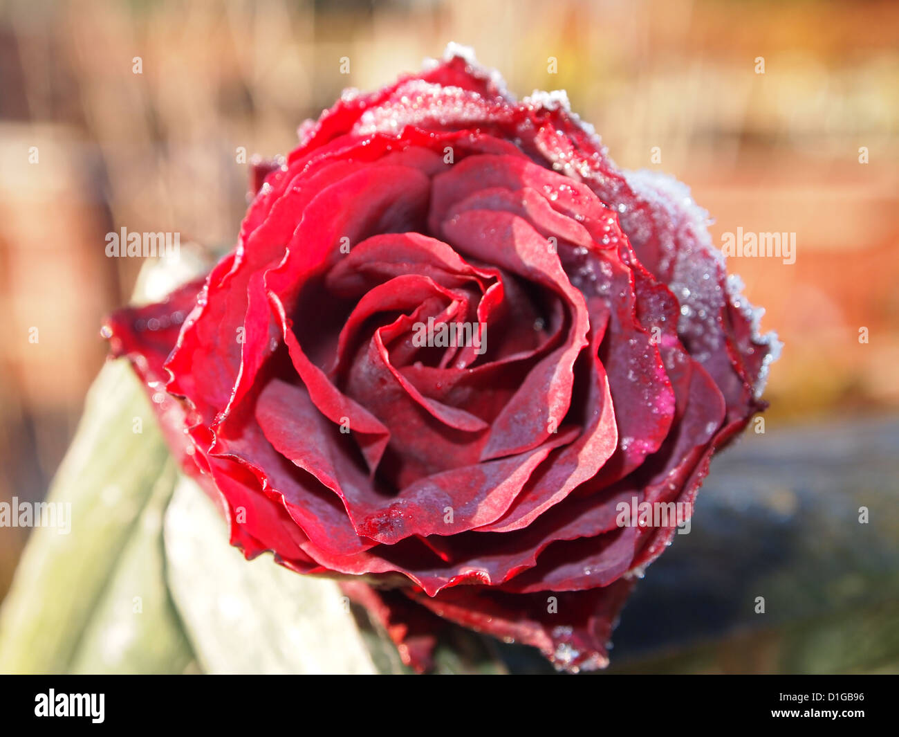 Droopy trees hi-res stock photography and images - Alamy