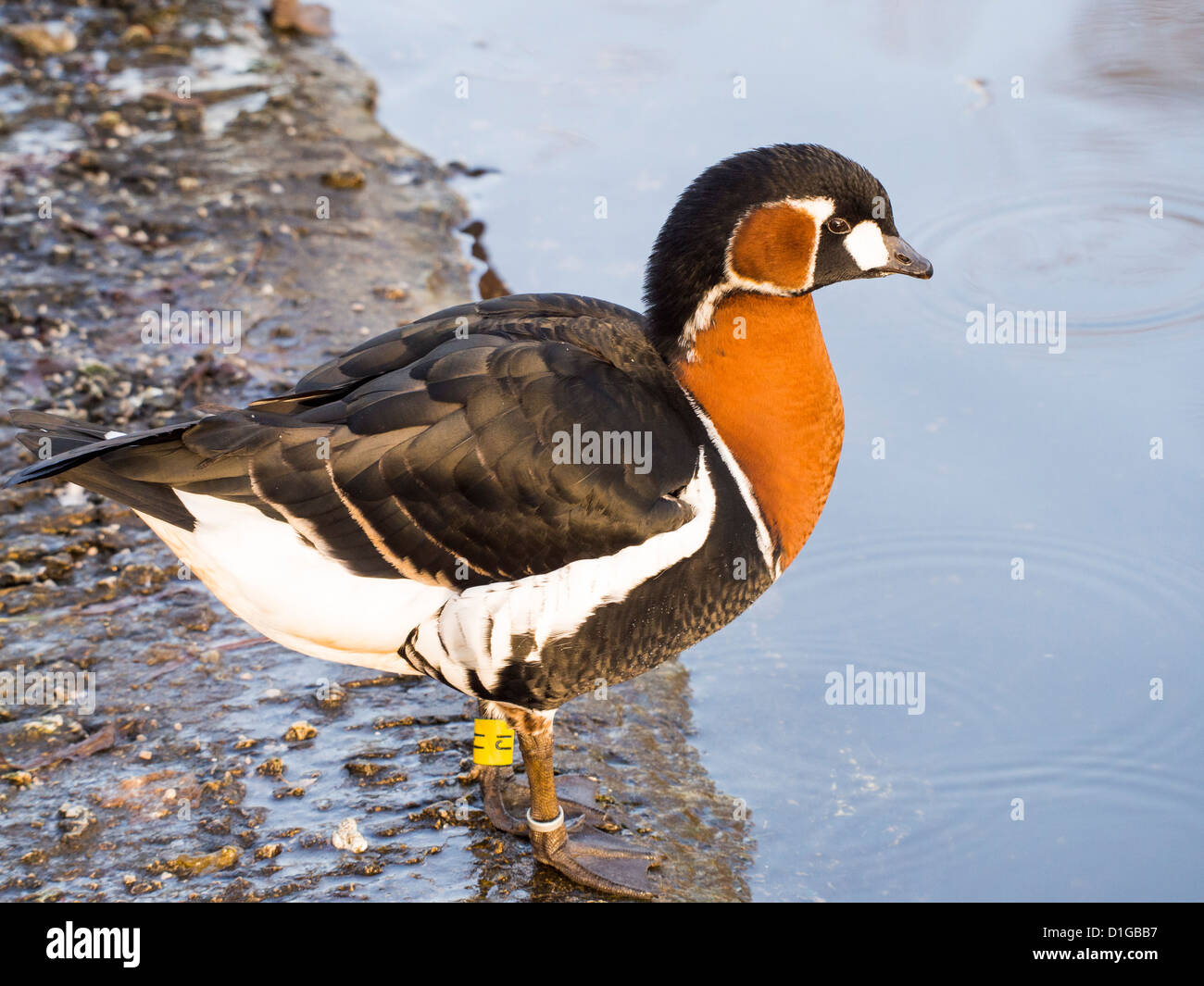 A captive Red Breasted Goose (Branta ruficollis) at Martin Mere, A ...