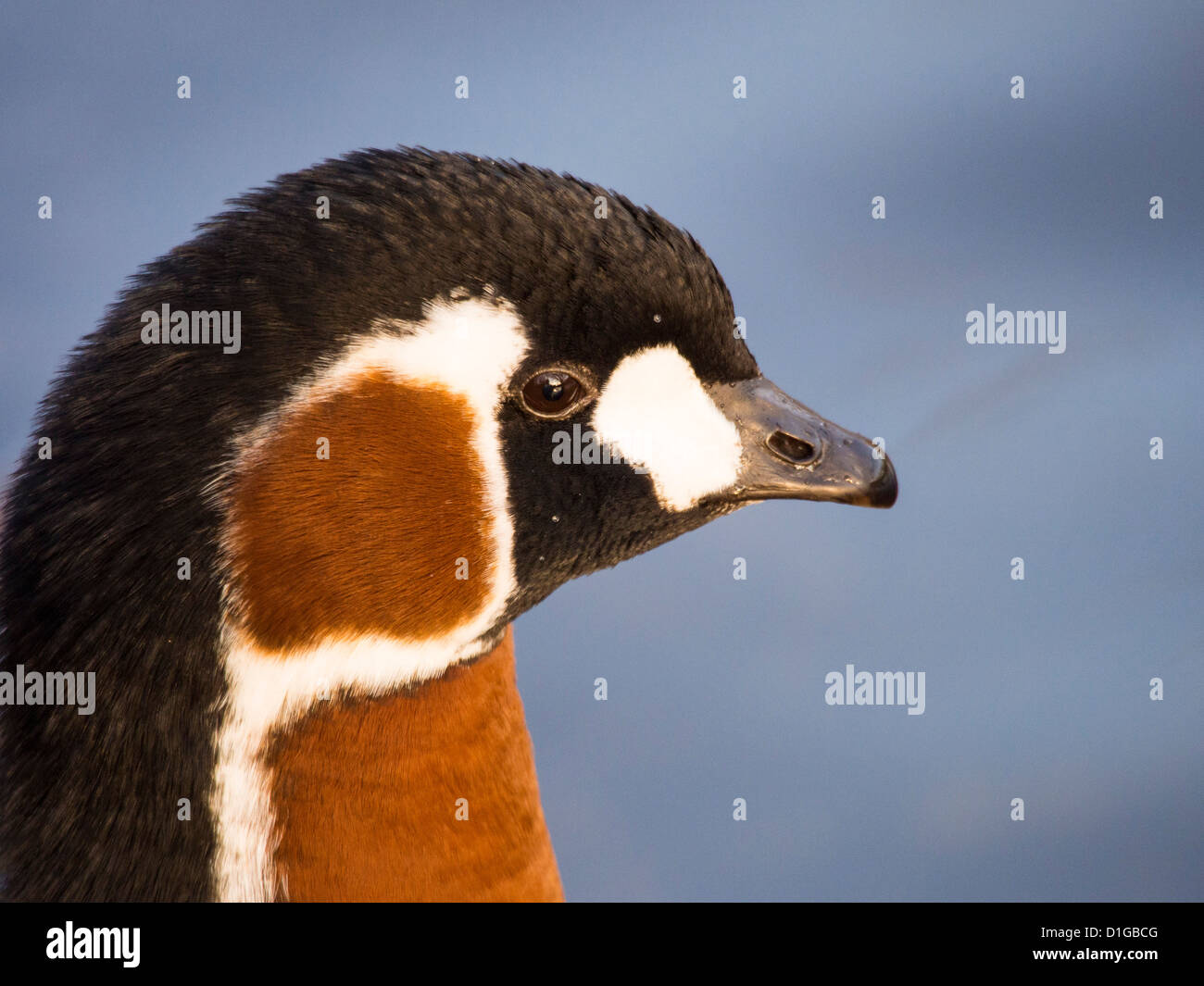 Black goose red beak bird hi-res stock photography and images - Alamy