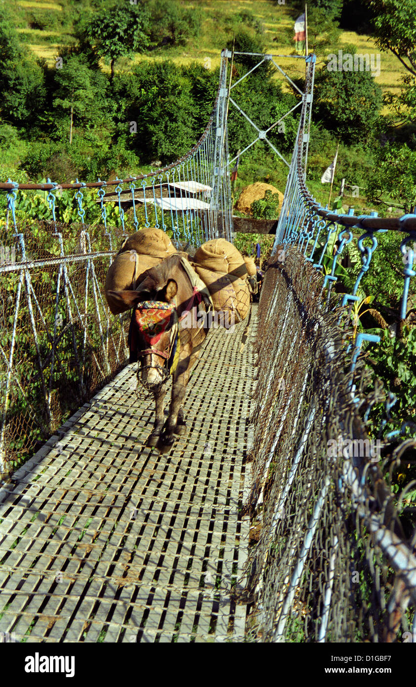 Mule pack hi-res stock photography and images - Alamy