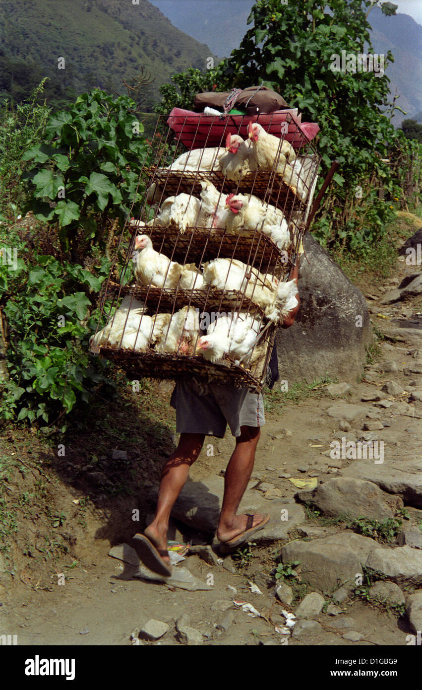 Porter carrying cage of live chickens up Marsyangdi Valley Himalayas ...