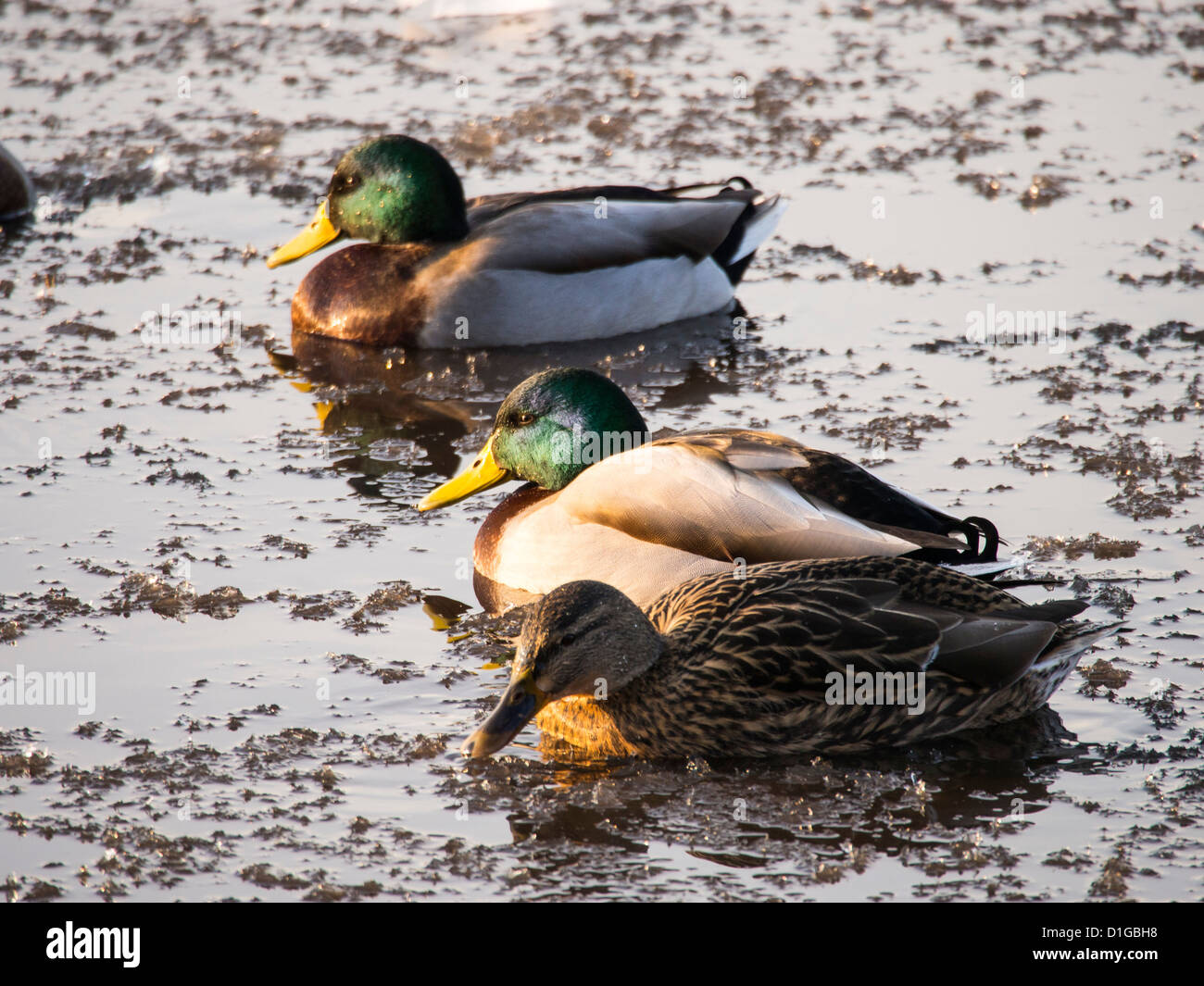 Mallard ducks (Anas platyrhynchos) at Martin Mere, A Wildfowl and ...
