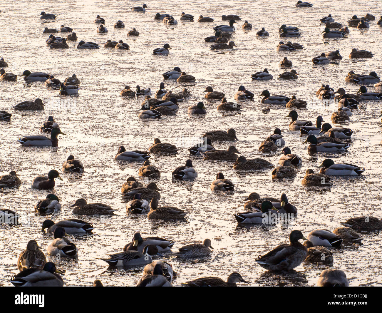 Mallard ducks (Anas platyrhynchos) at Martin Mere, A Wildfowl and ...