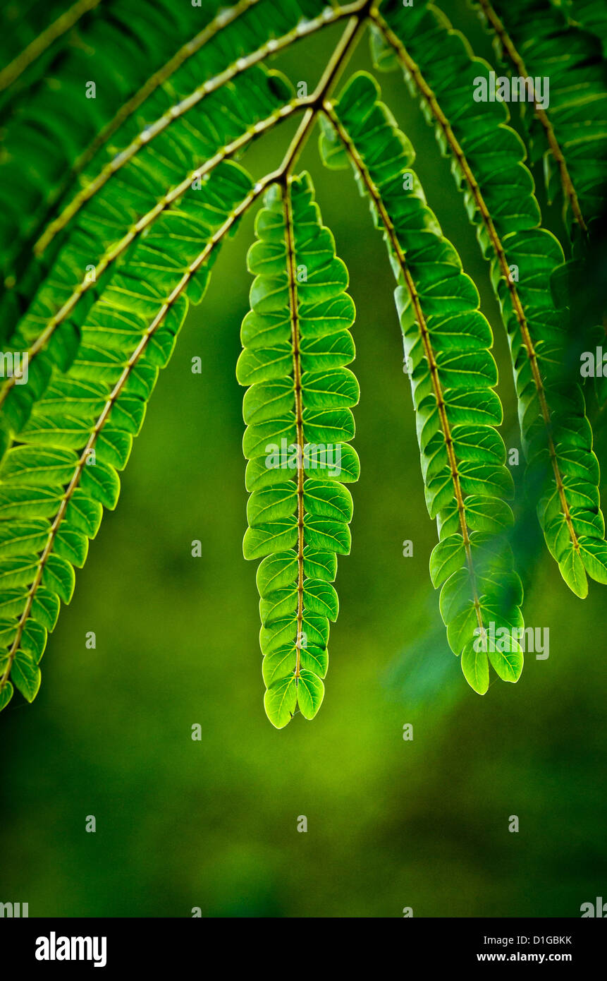 Drooping fern hi-res stock photography and images - Alamy