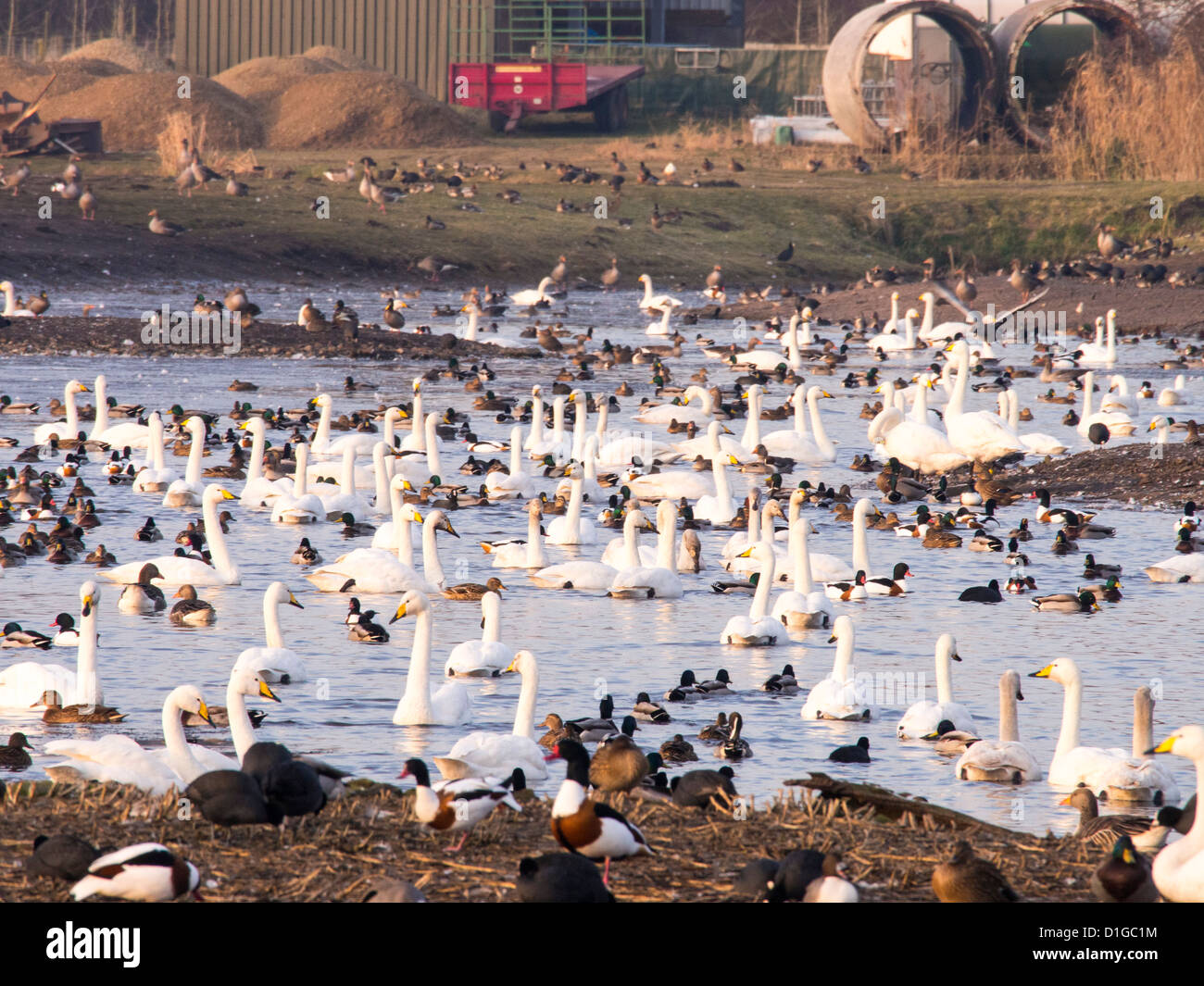 Whooper Swans (Cygnus cygnus) and mixed duck flocks at Martin Mere, a ...