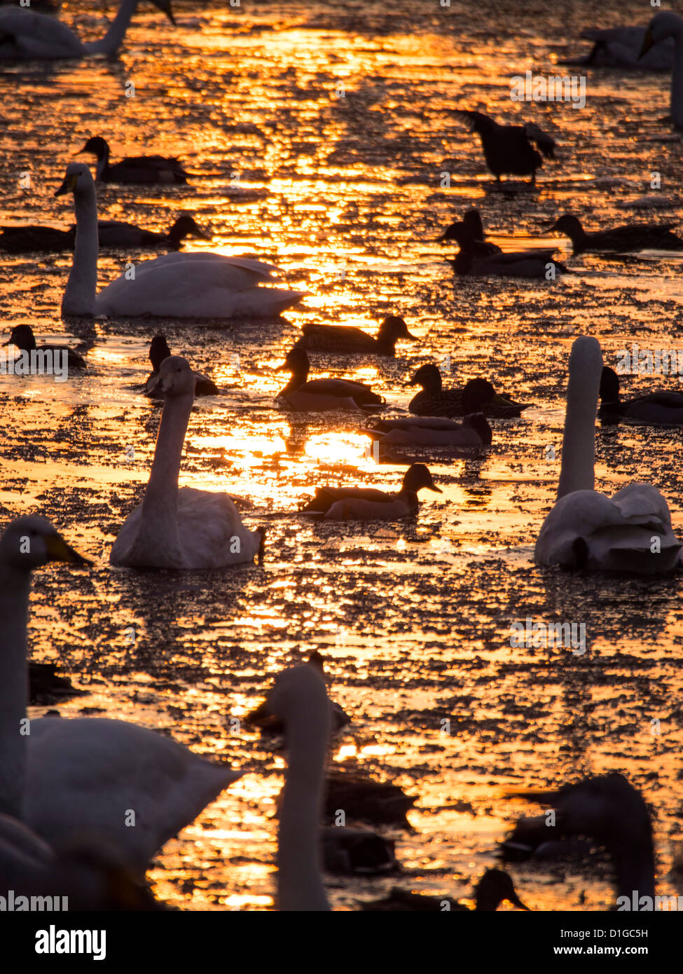 Whooper Swans (Cygnus cygnus) and mixed duck flocks at Martin Mere, a ...