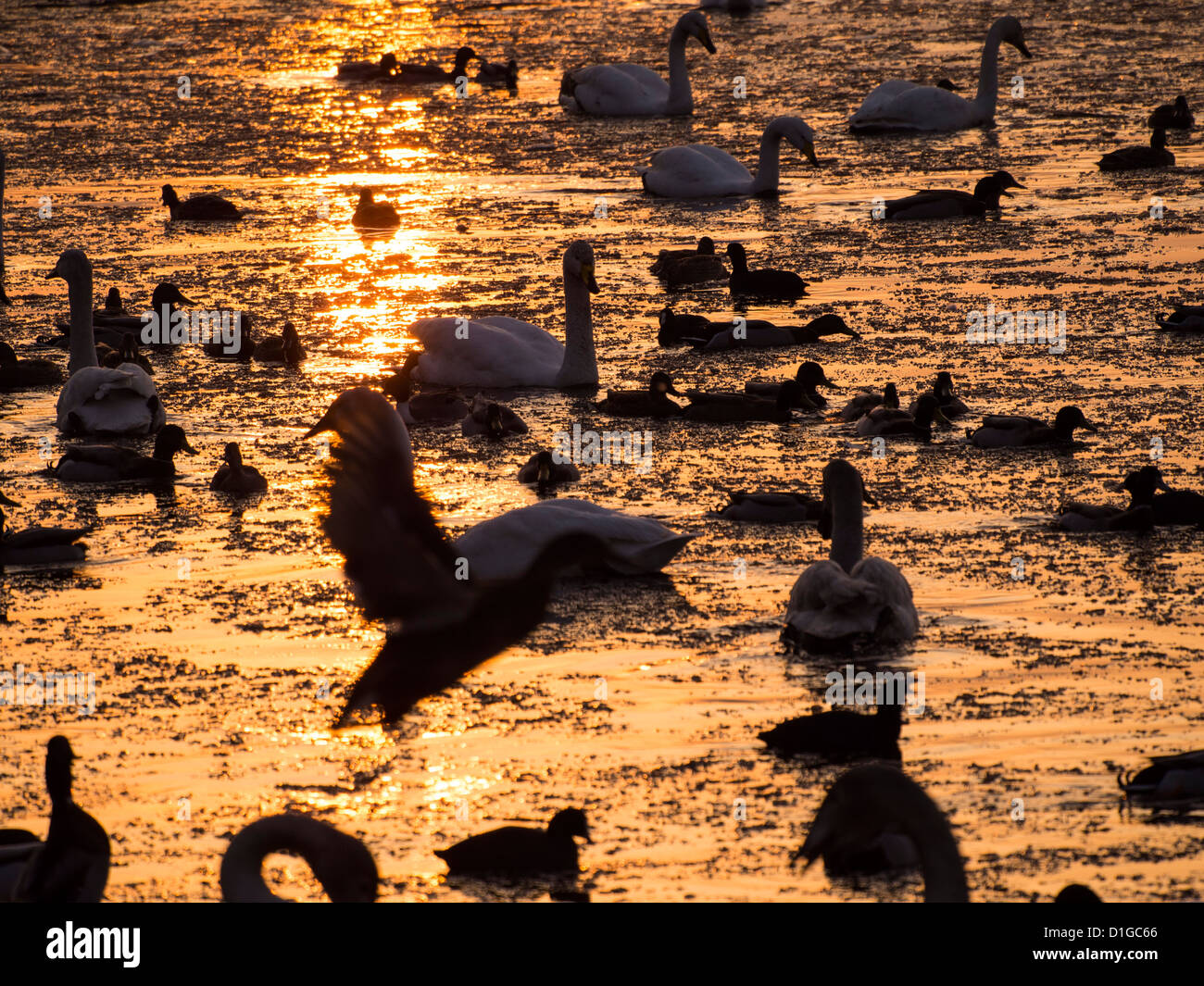 Whooper Swans (Cygnus cygnus) and mixed duck flocks at Martin Mere, a ...